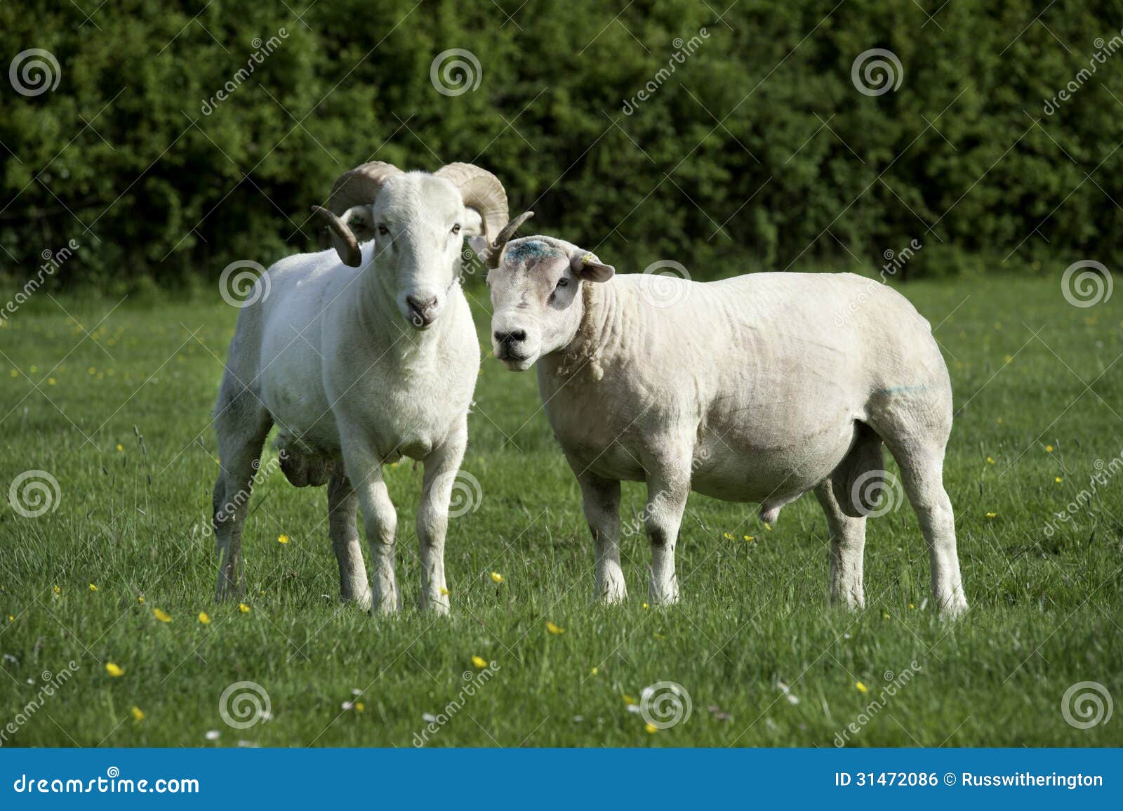 Two Rams stock photo. Image of pair, field, pedigree - 31472086