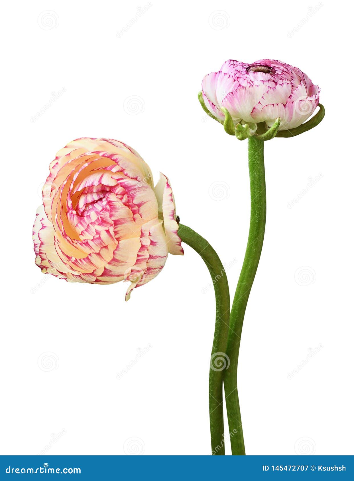 Two ranunculus flowers stock image. Image of plant, multy - 145472707
