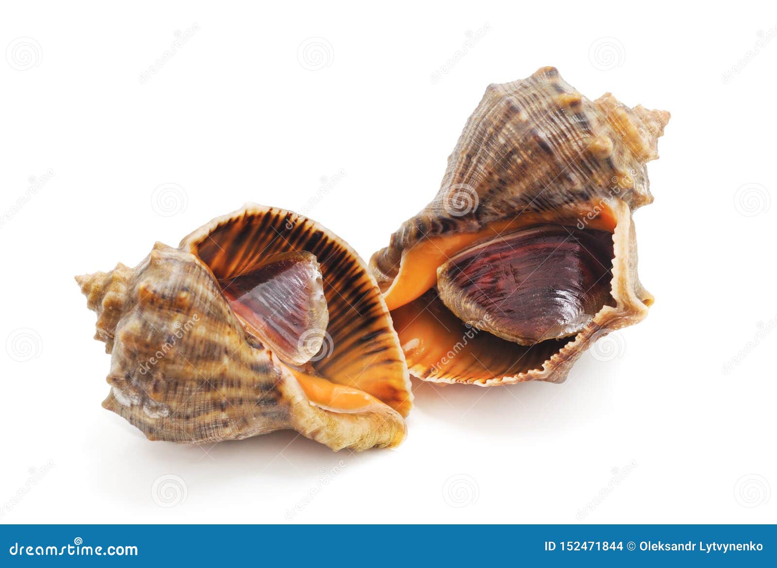 Two rapana stock photo. Image of beauty, coast, nature - 152471844