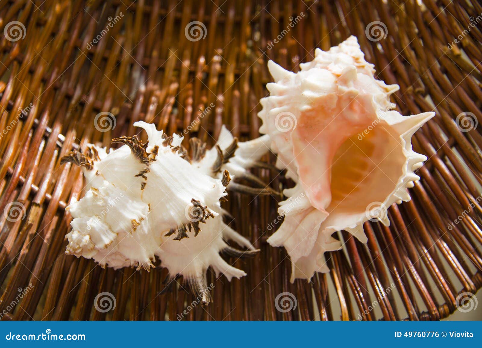 Two rapans in basket stock photo. Image of peculiar, ethnic - 49760776