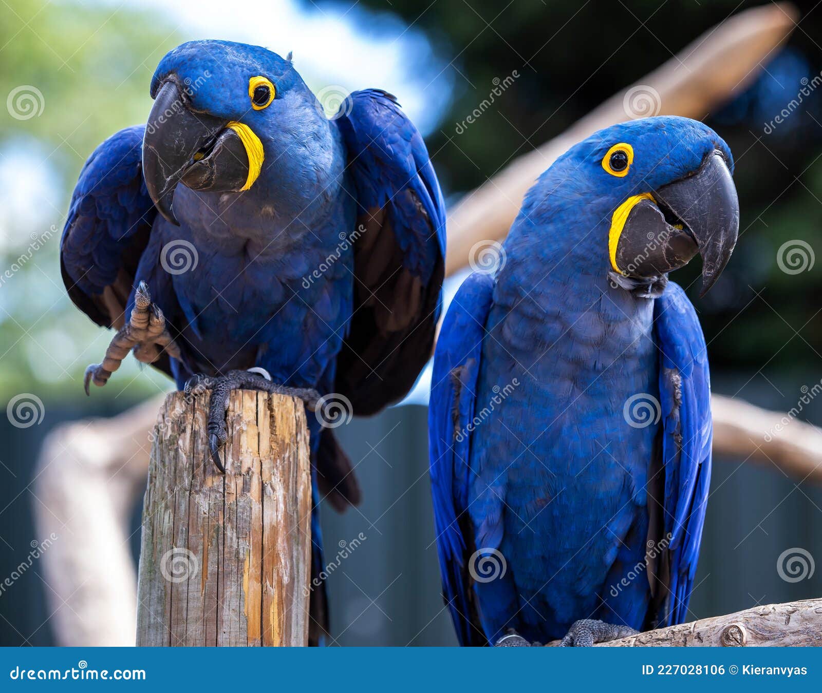 Purple Hyacinth Macaw