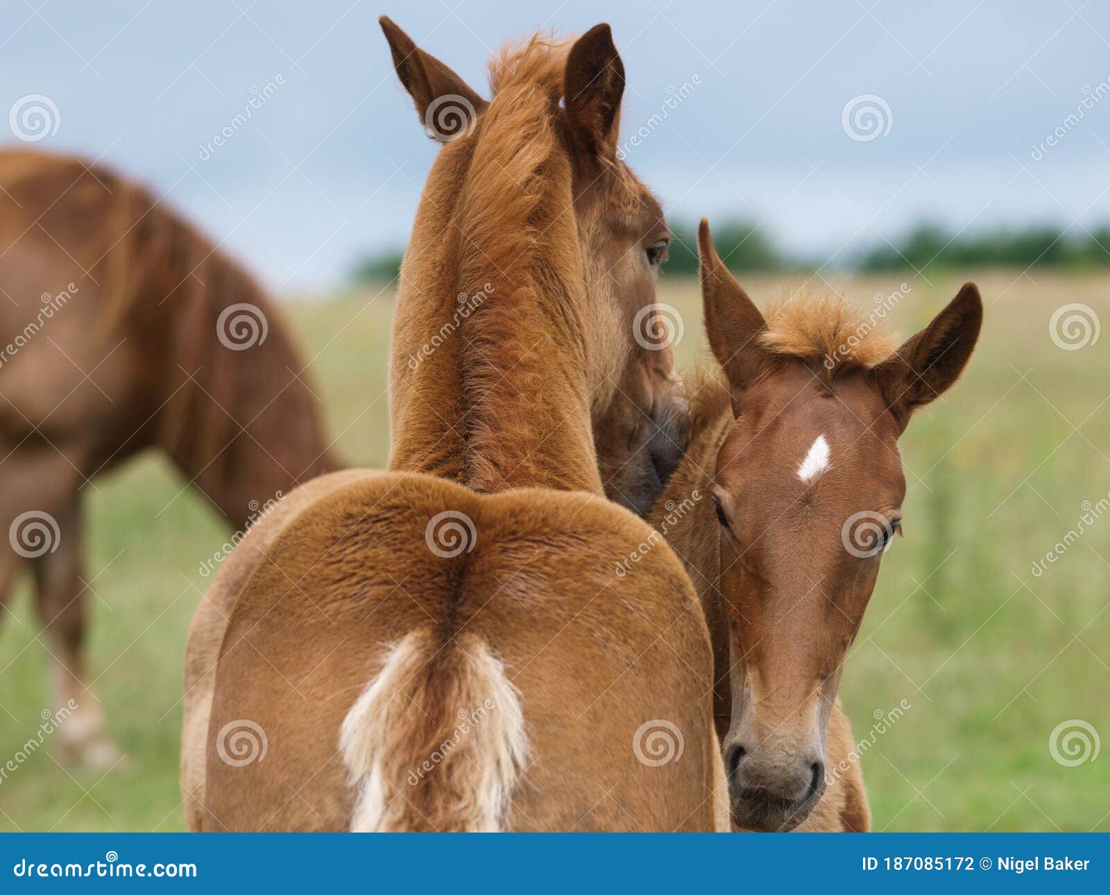 Two Rare Breed Foals stock photo. Image of freedom, chestnut - 187085172