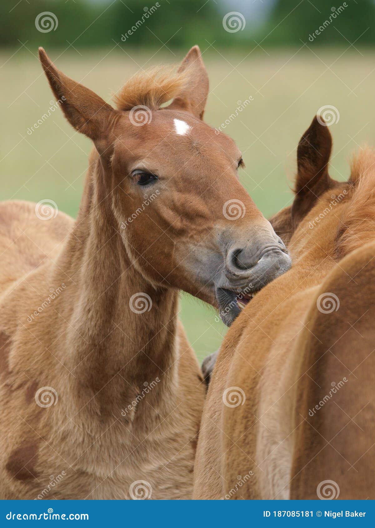 Two Rare Breed Foals stock image. Image of itch, beautiful - 187085181