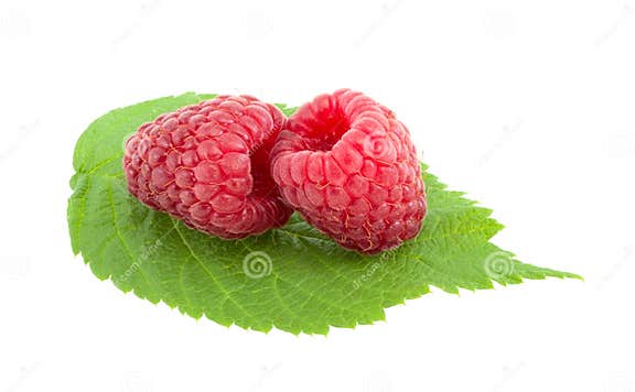 Two raspberries. stock photo. Image of fruit, dessert - 26276322