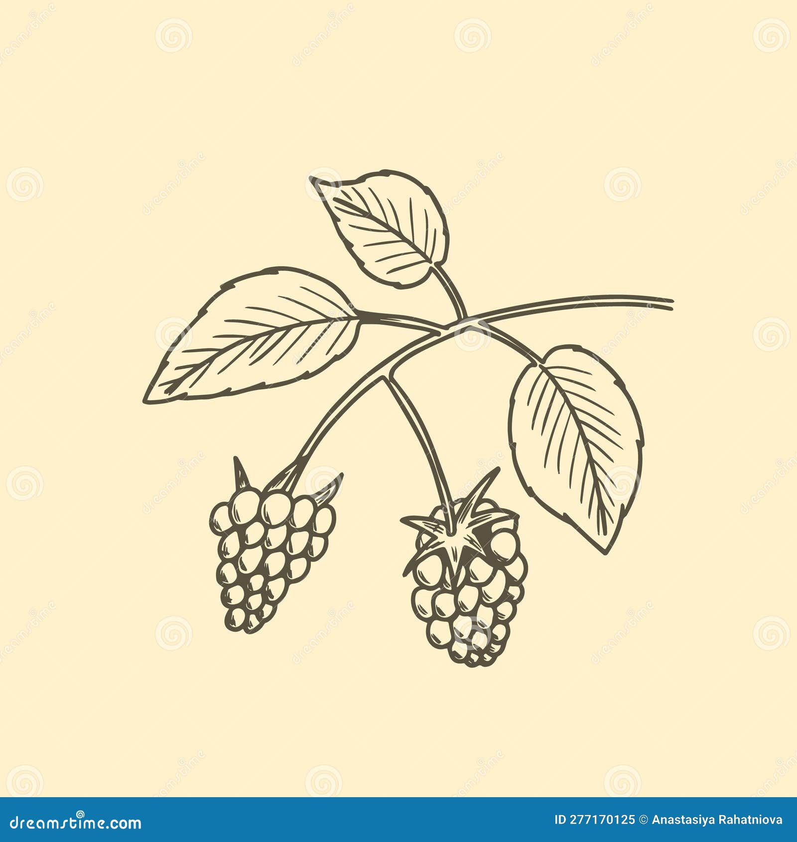 Two Raspberries on a Twig with Leaves Hand Drawn Sketch Vector ...