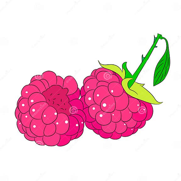 Two Raspberries on White of Vector Illustrations Stock Vector ...