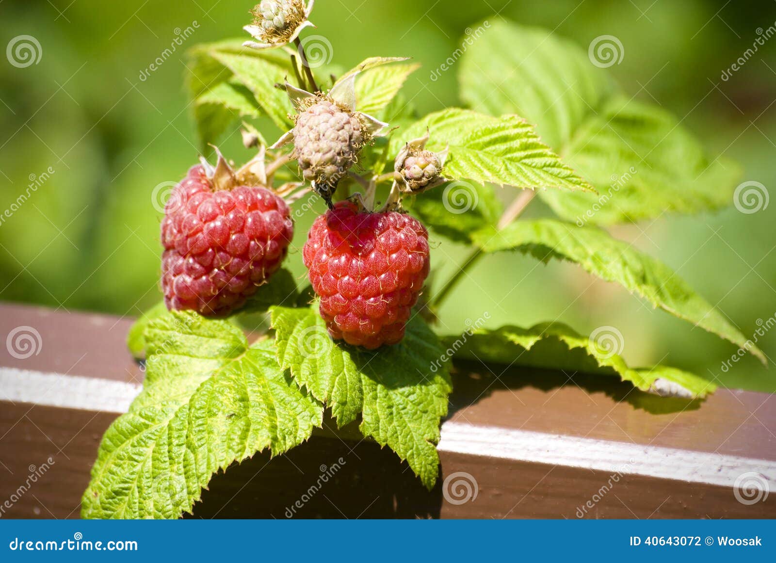 Two raspberry stock photo. Image of fruit, health, nature - 40643072
