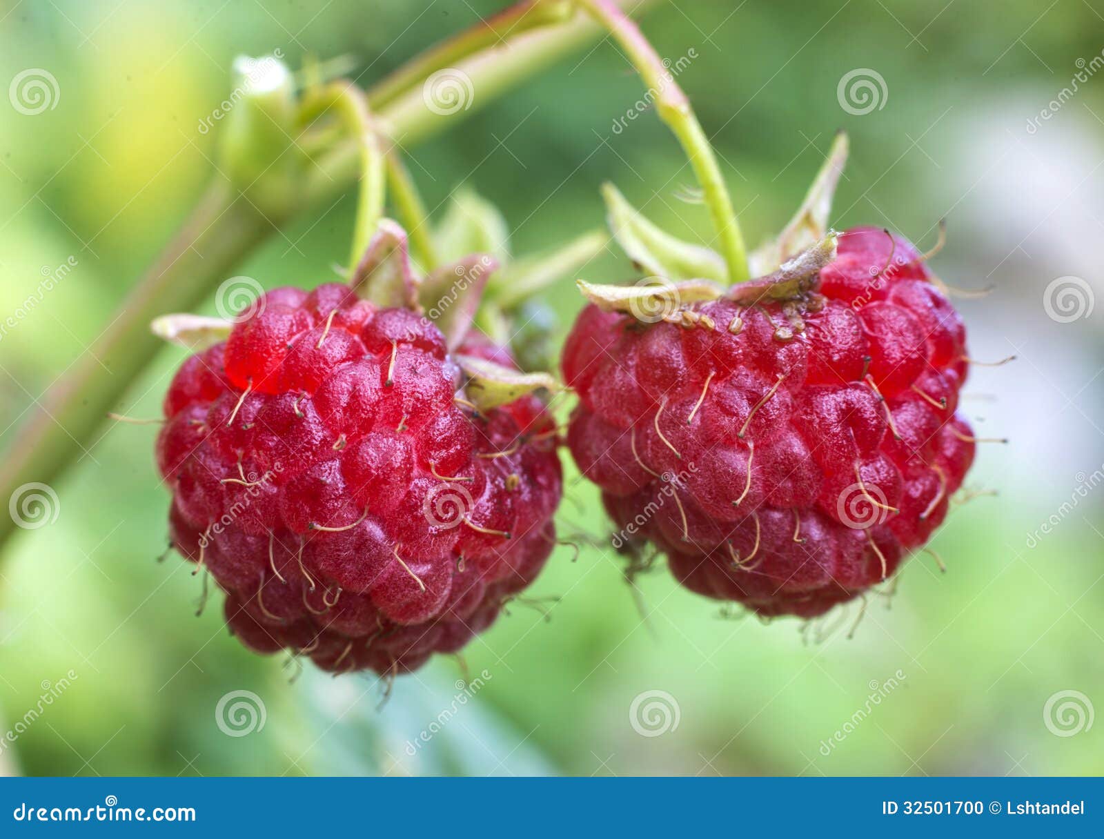 Two Raspberry, Soaked in the Rain. Close-up. Stock Photo - Image of ...