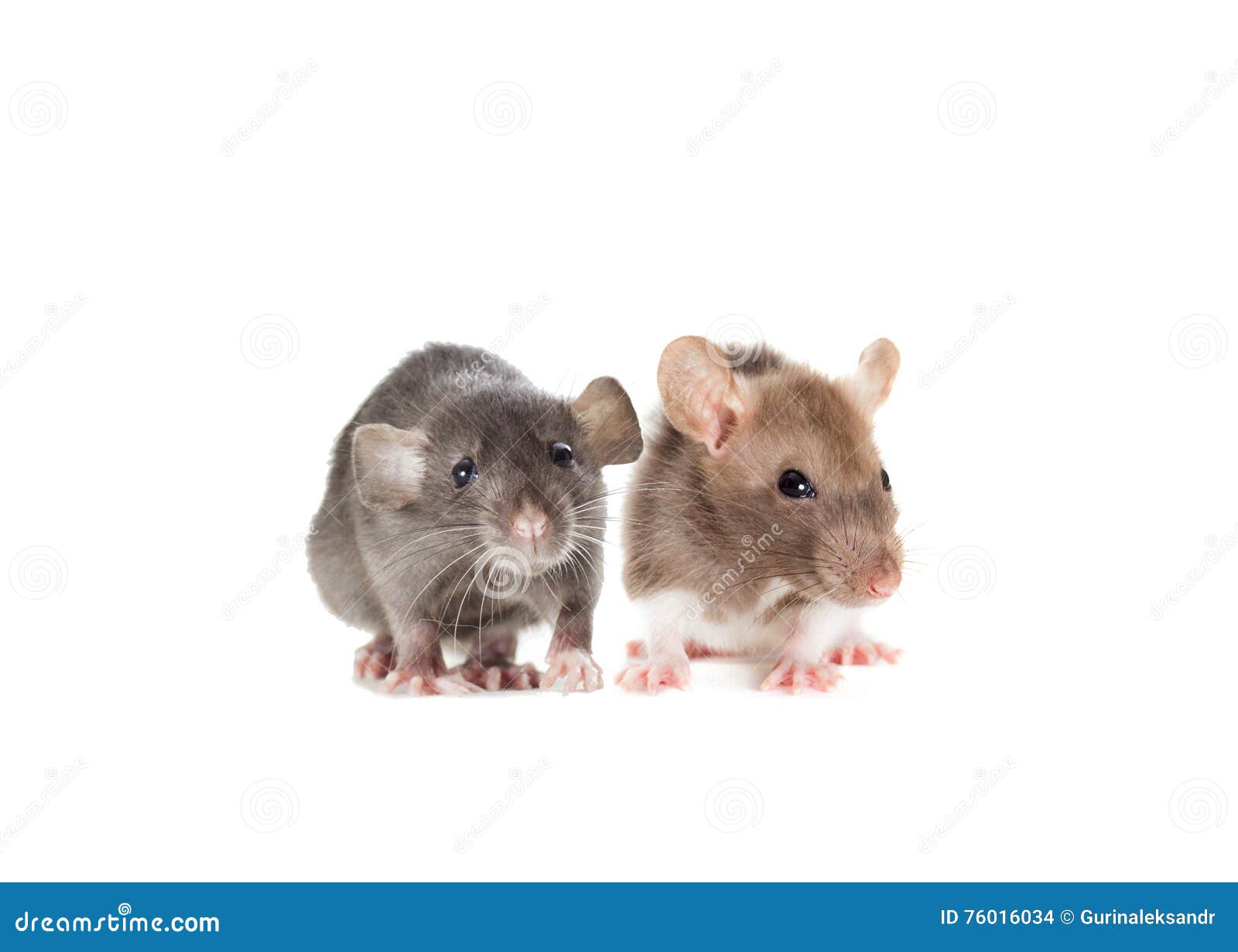 Two rat stock photo. Image of tail, background, animals - 76016034