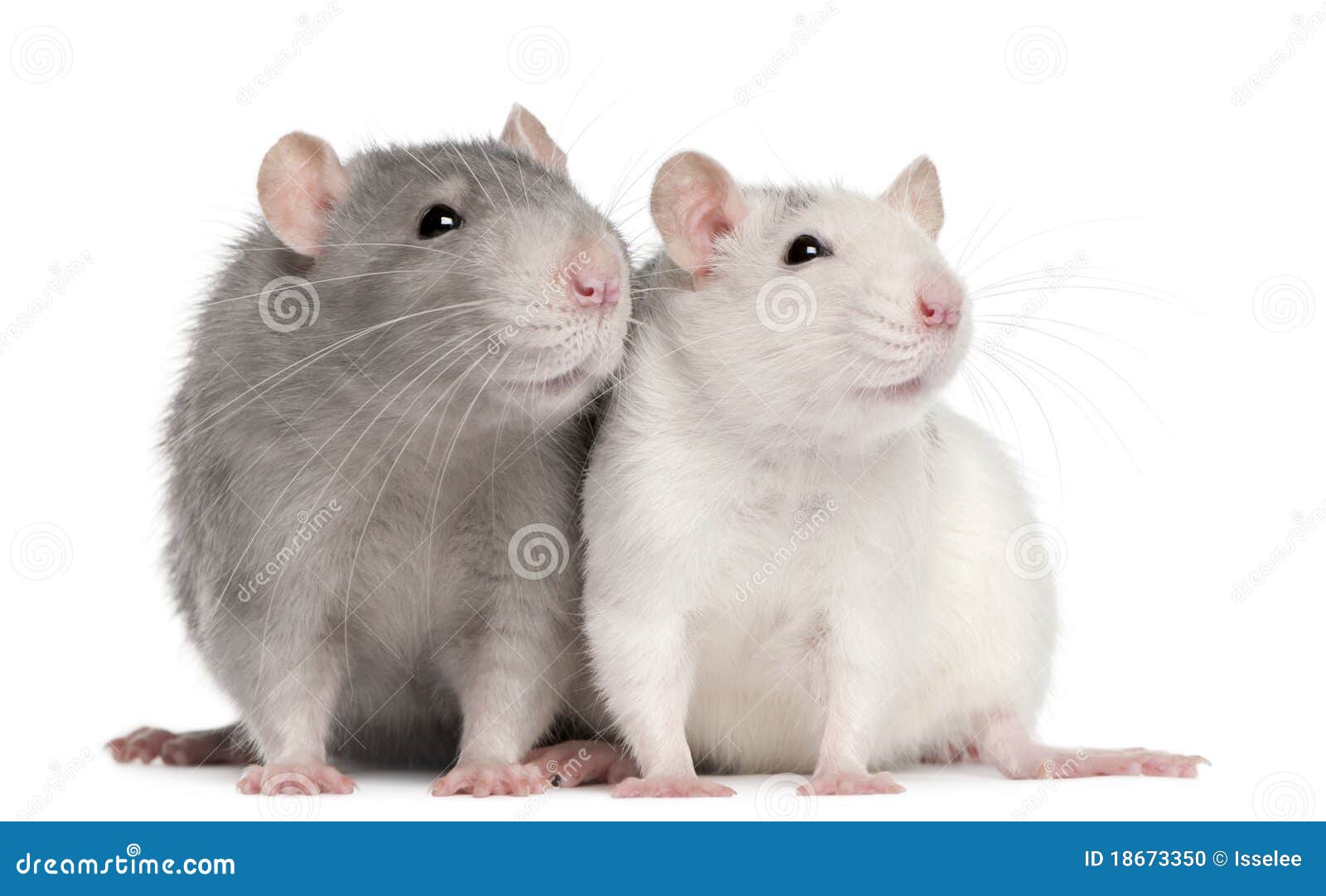 Two rats, 12 months old stock photo. Image of mammal - 18673350