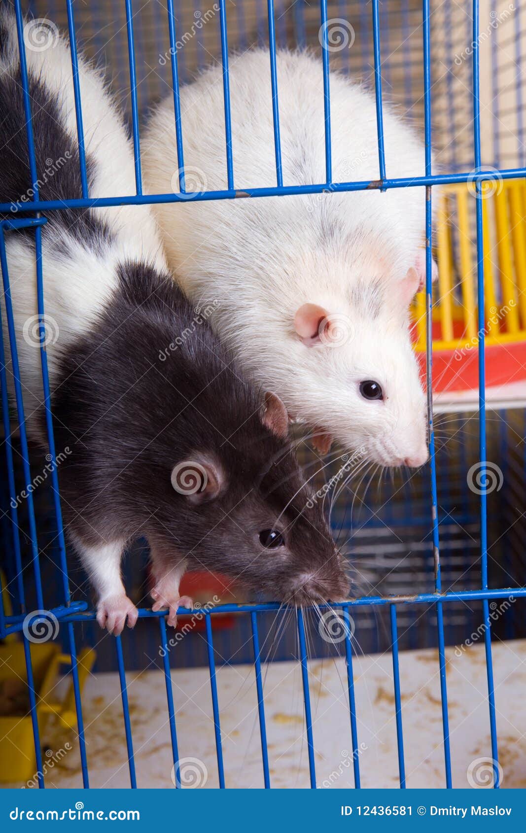 Two rats stock image. Image of plastic, interior, pets - 12436581