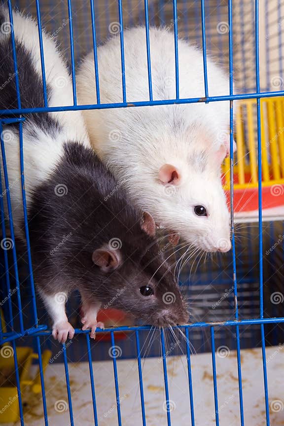 Two rats stock image. Image of plastic, interior, pets - 12436581
