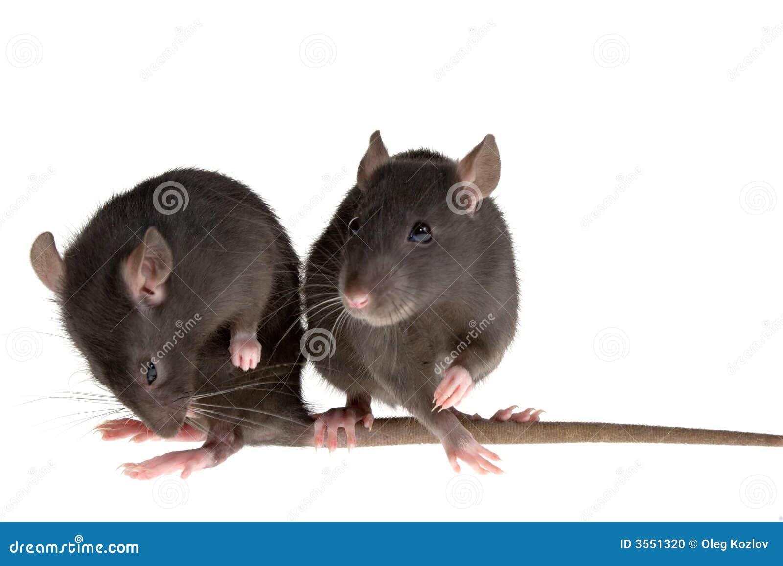 Two rats stock photo. Image of nose, animal, tail, white - 3551320