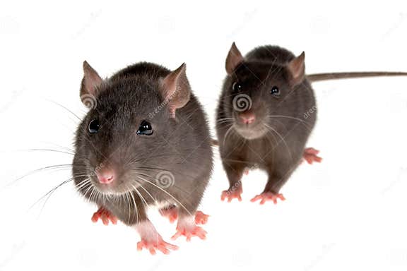 Two rats stock photo. Image of gray, animals, cute, mouse - 3551328