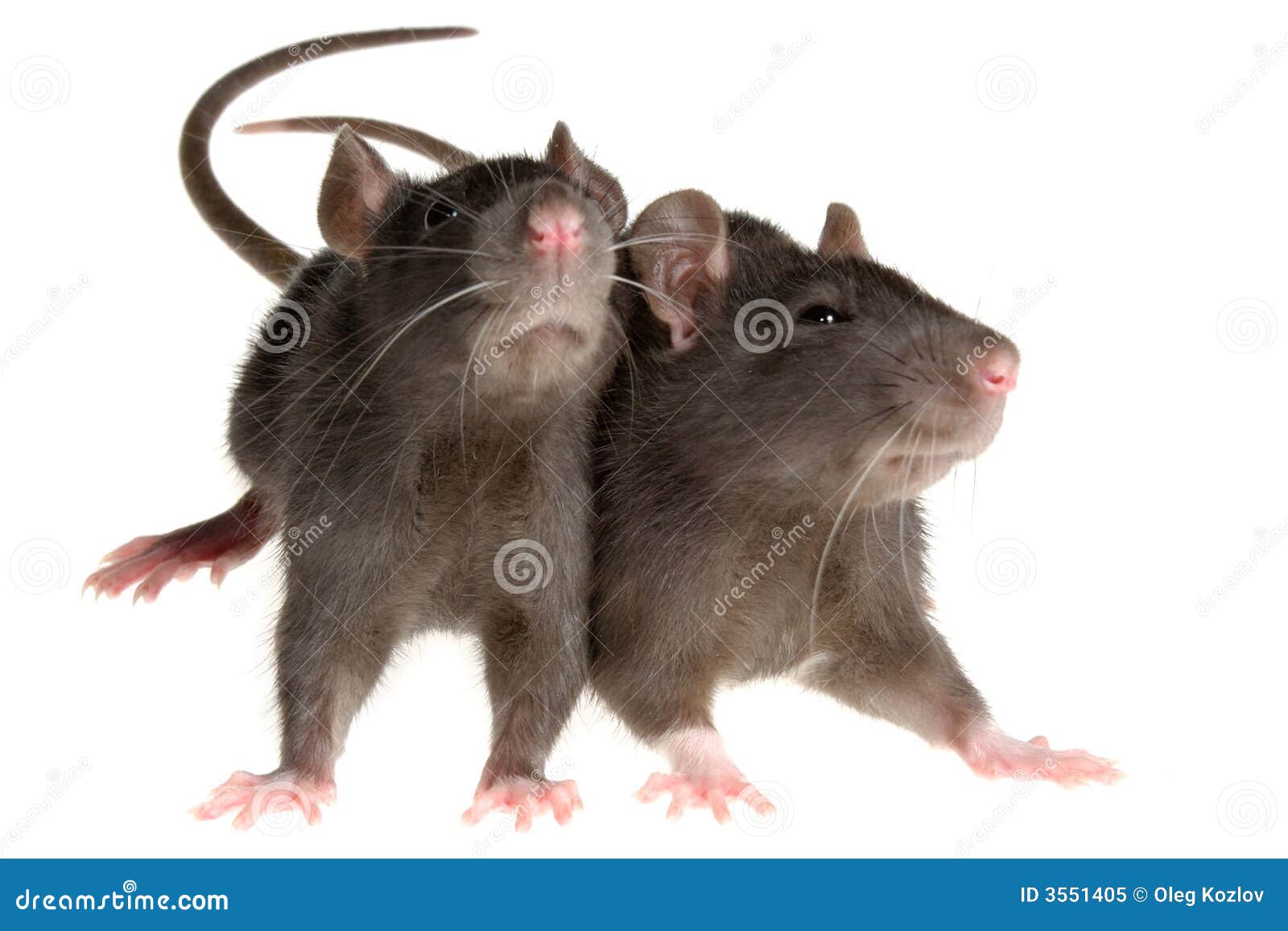 Two rats stock image. Image of nose, isolated, cute, hair - 3551405