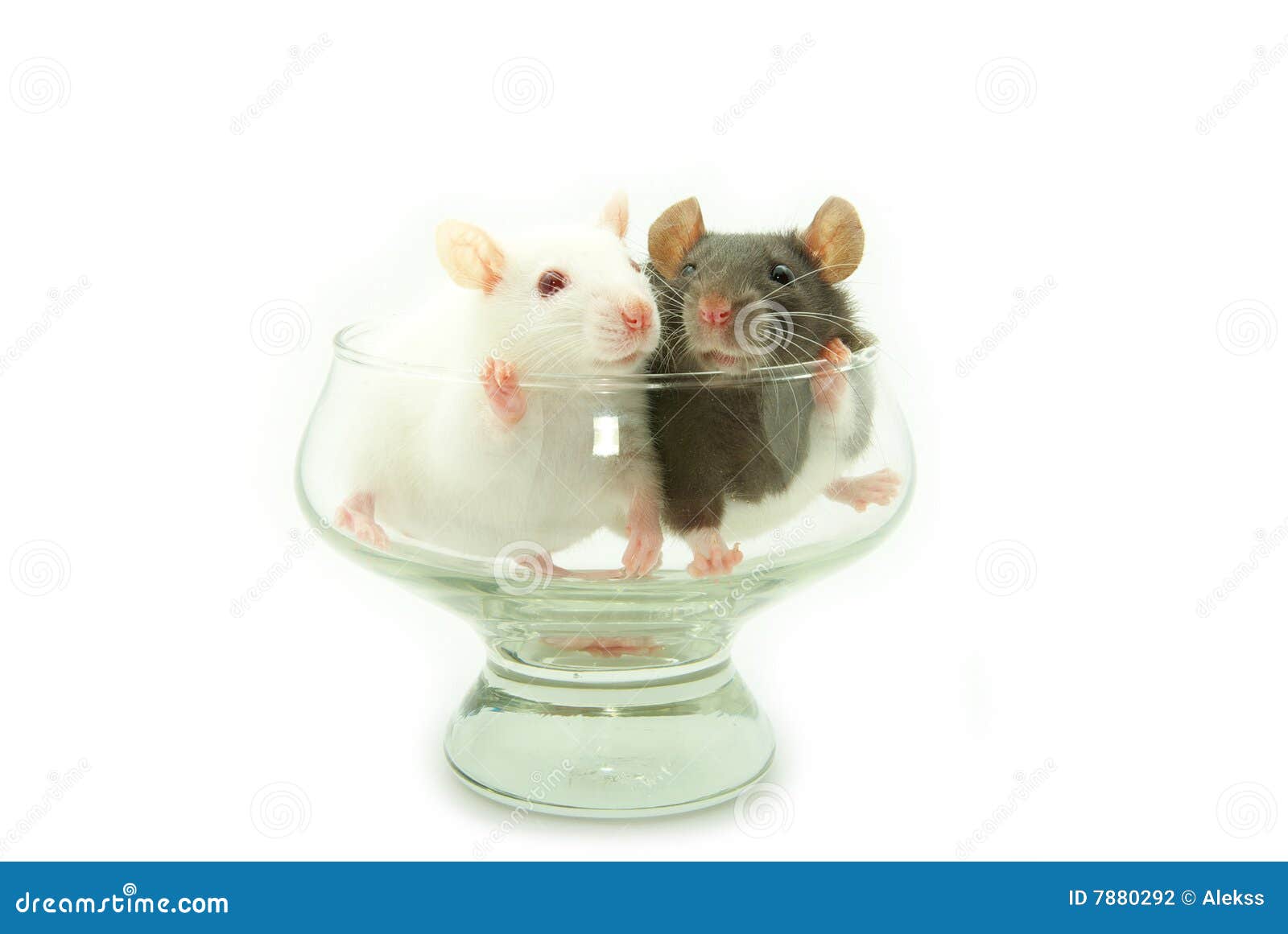Two rats stock photo. Image of rodent, gray, background - 7880292