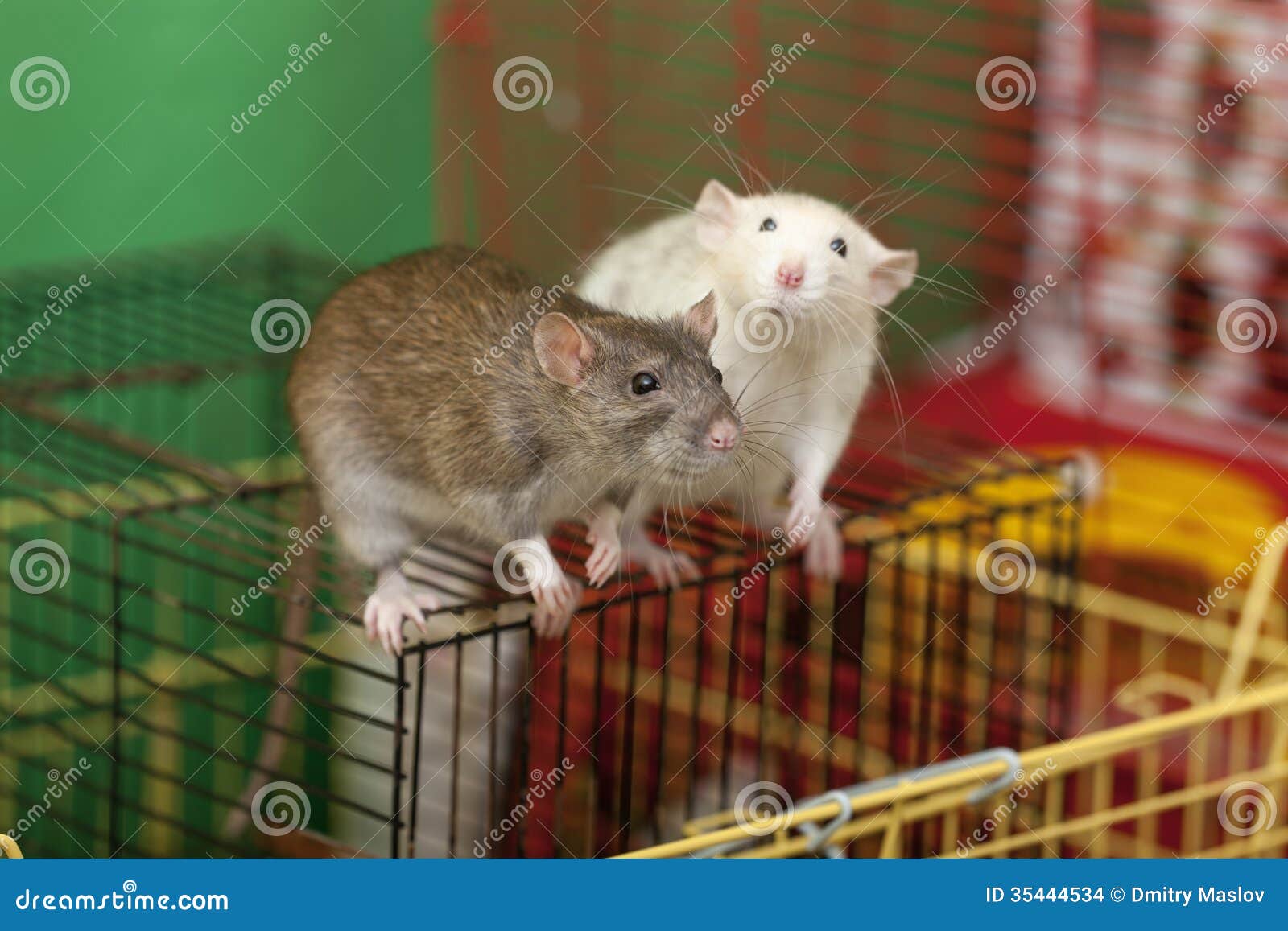 Two rats stock photo. Image of wire, domestic, closeup - 35444534