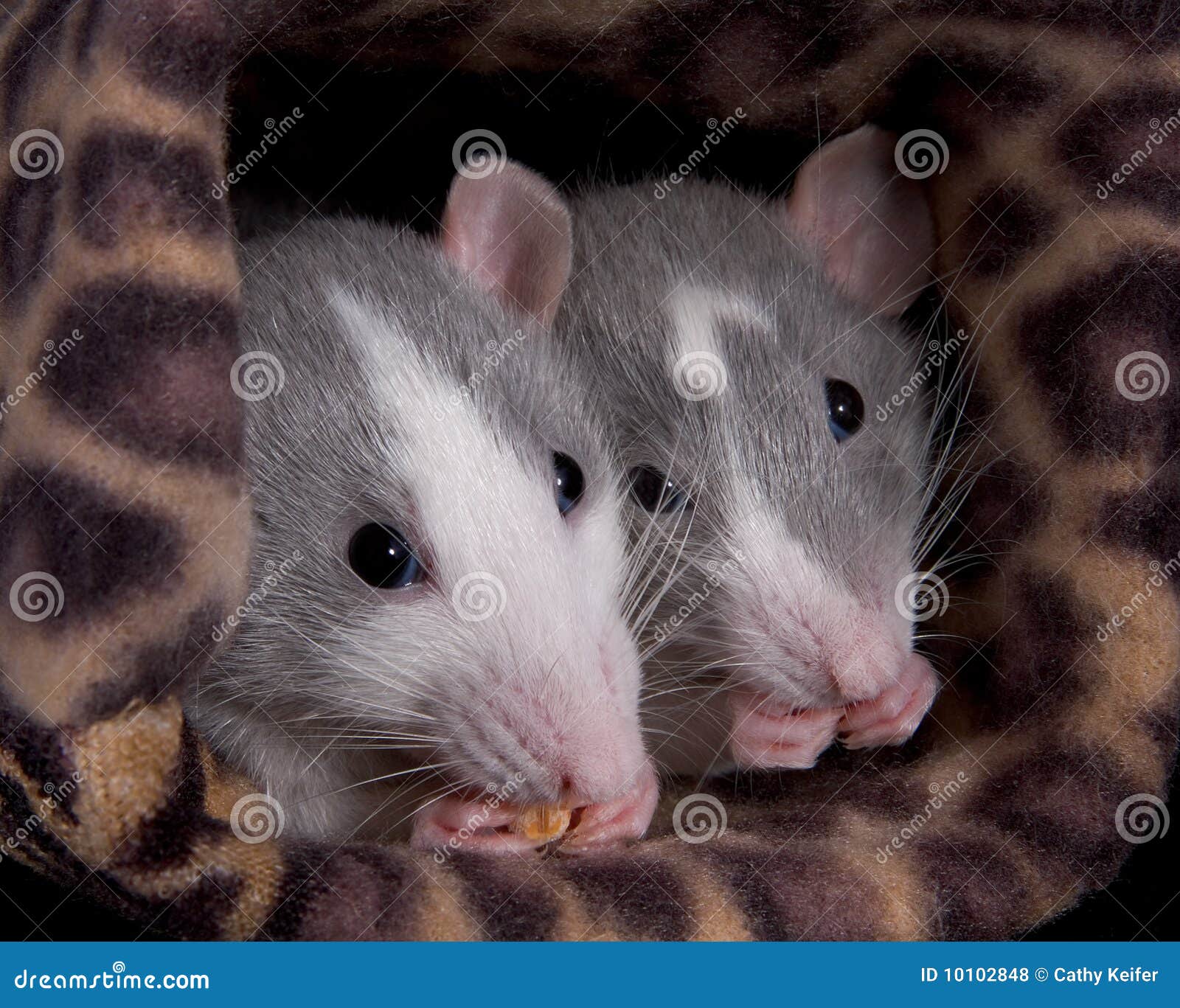 Two rats eating stock photo. Image of rodent, munching - 10102848
