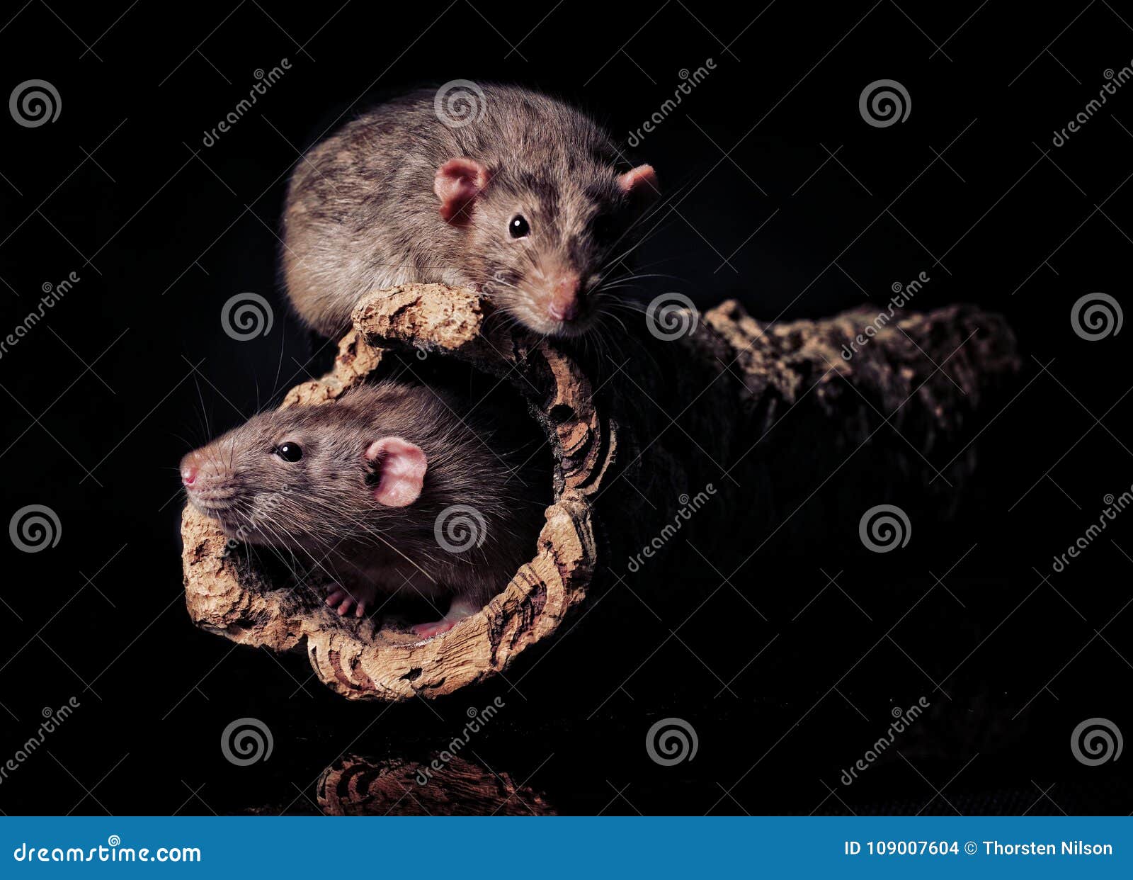 Two Rats On A Fallen Tree Trunk. Stock Photo - Image of nature, playful ...