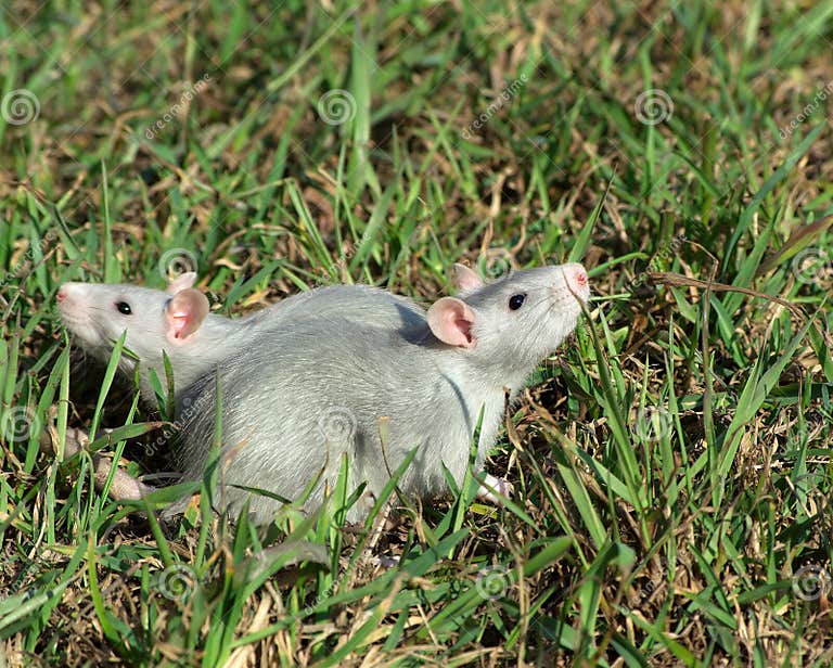 Two rats on the grass stock image. Image of spring, pink - 2325785