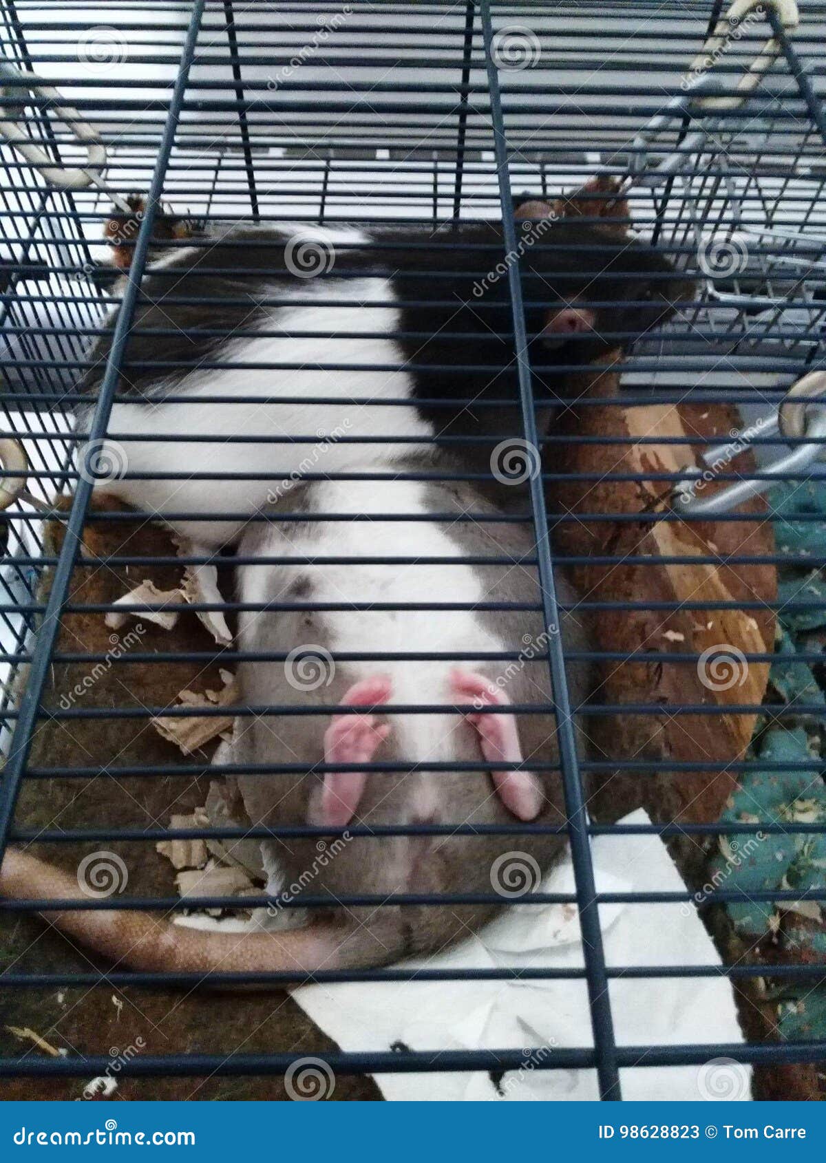 Two rats having fun stock image. Image of rats, head - 98628823