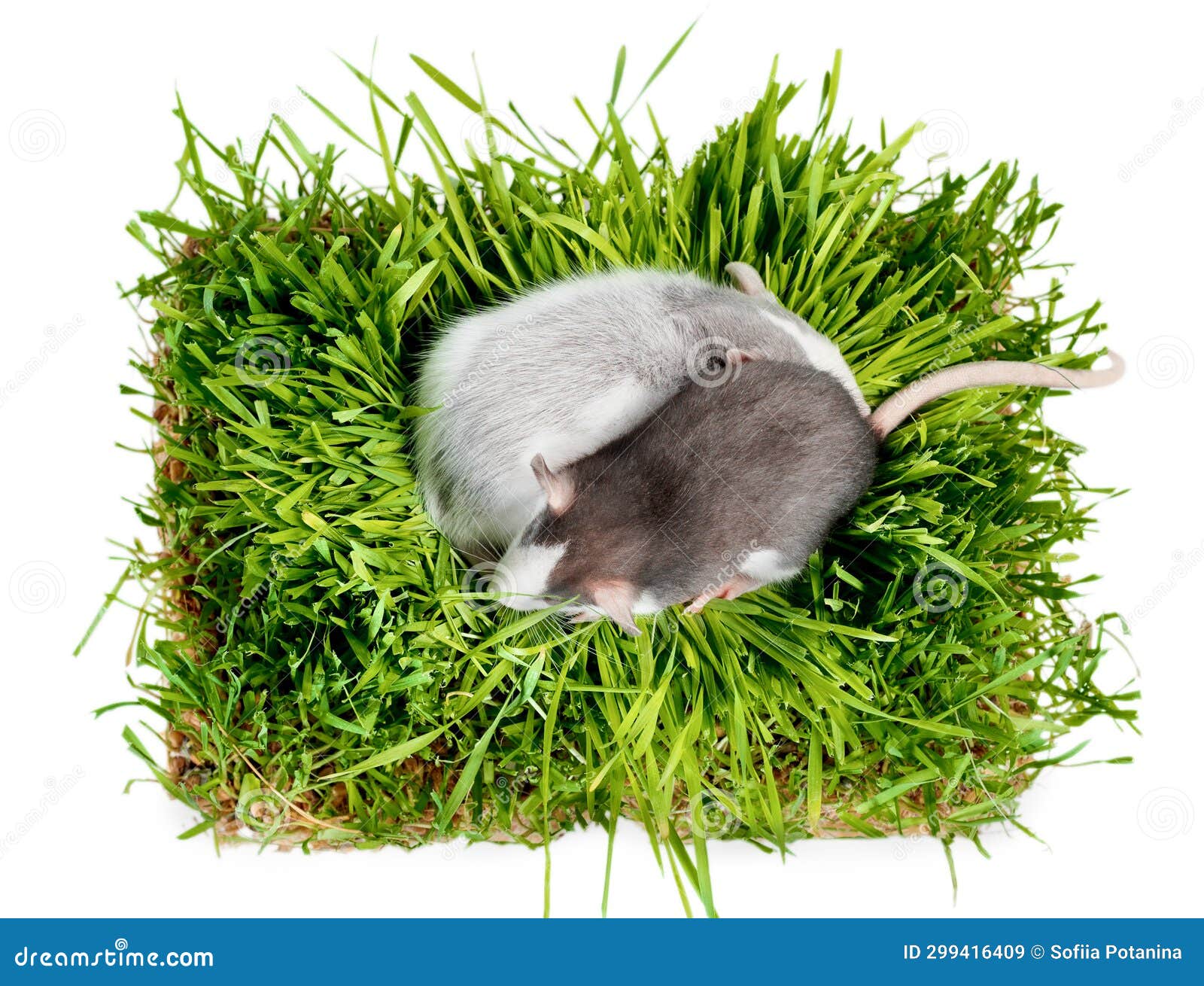 Two Rats of the Husky Breed in Green Grass on a White Background Stock ...