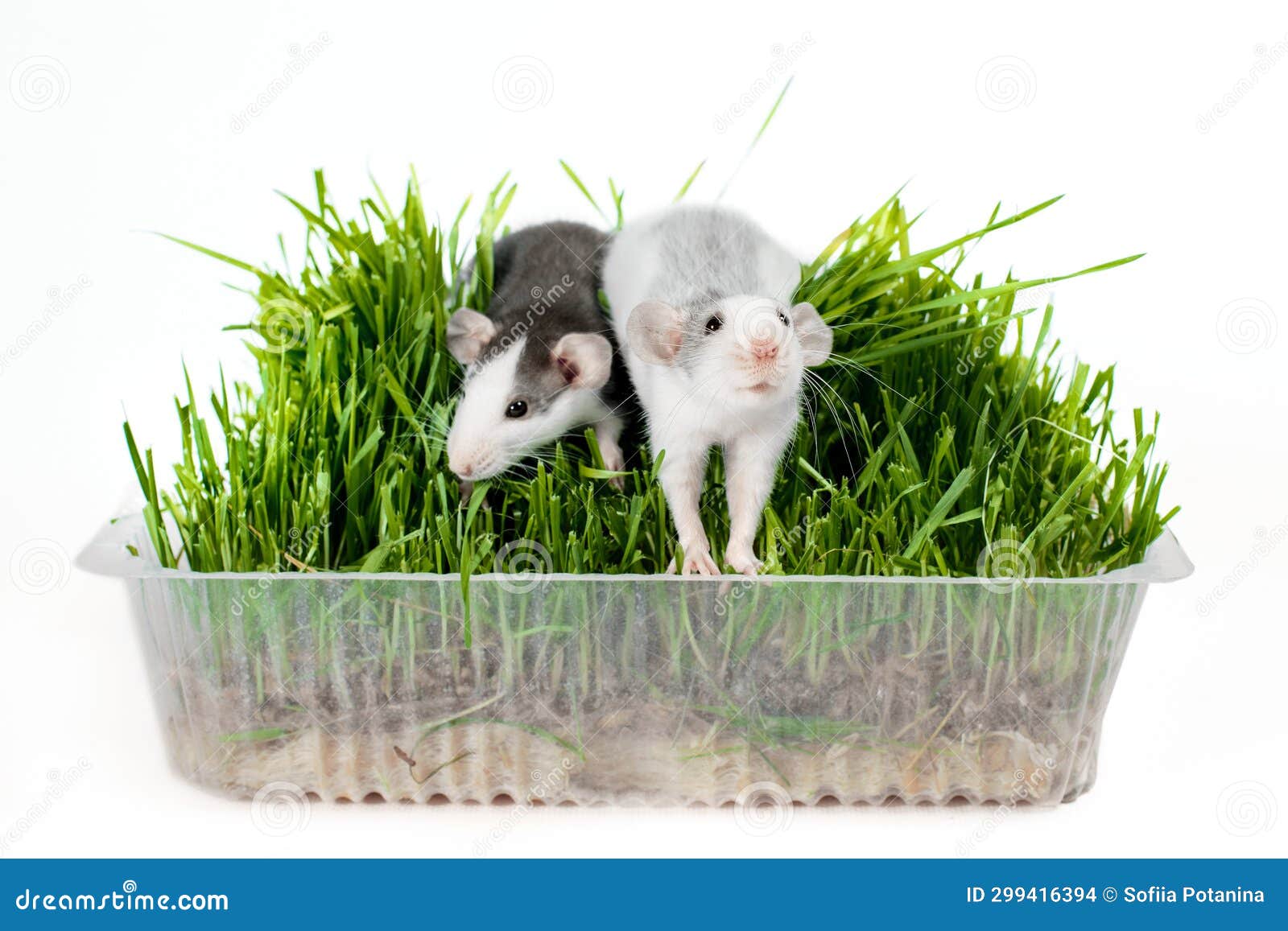 Two Rats of the Husky Breed in Green Grass on a White Background Stock ...