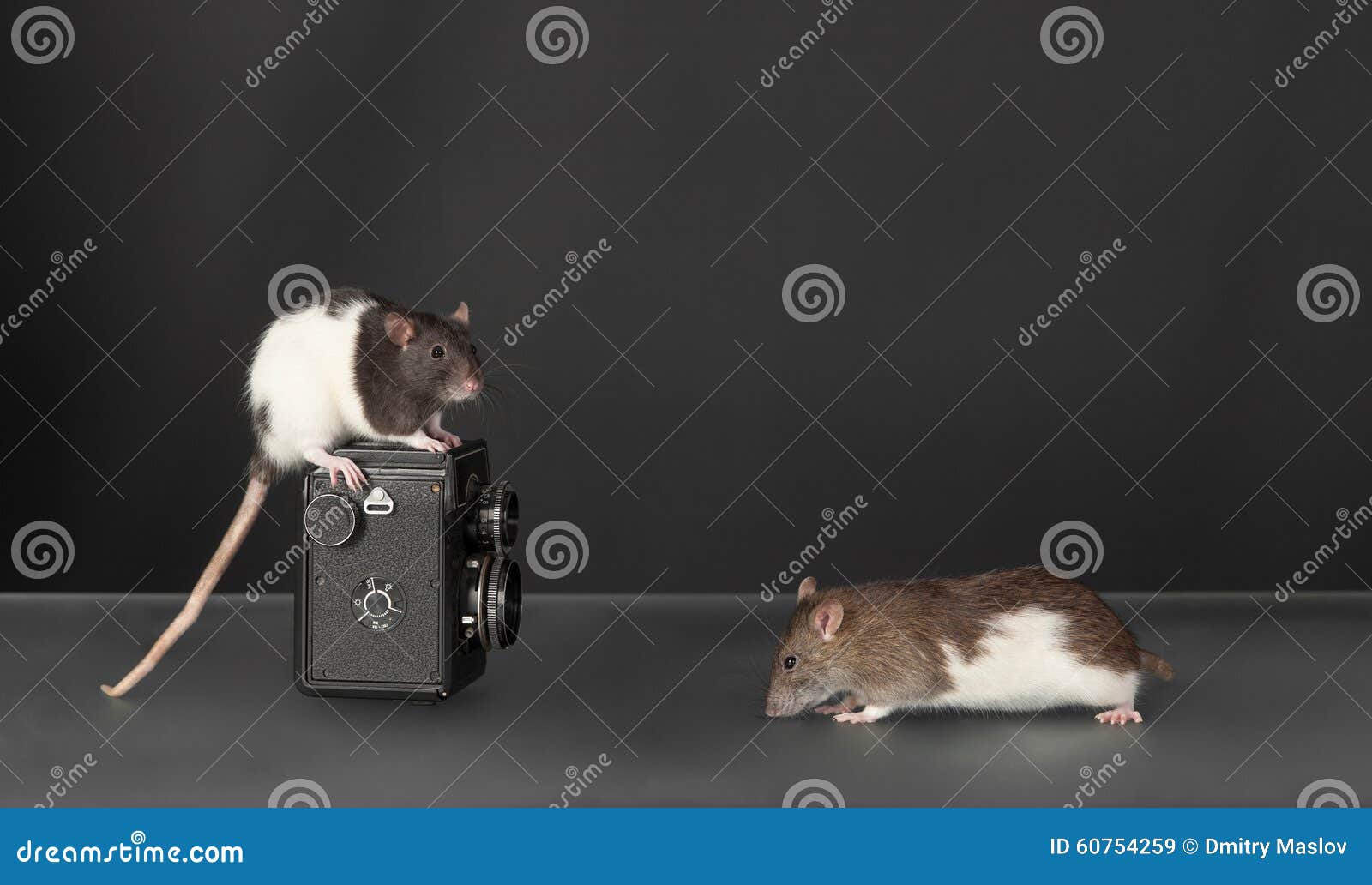 Two Rats with an Old Camera Stock Image - Image of photographic ...