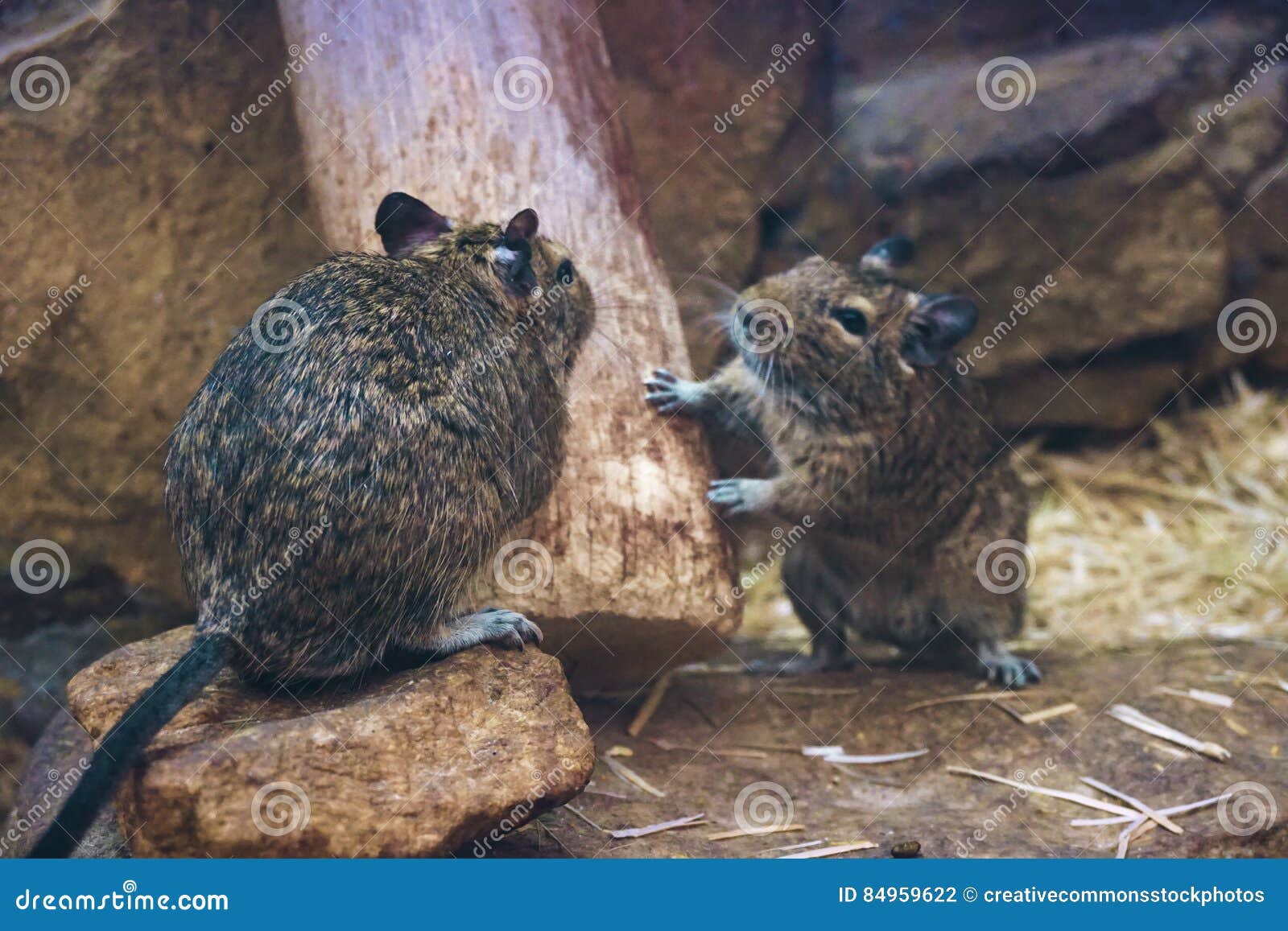 Two Rats Picture. Image: 84959622