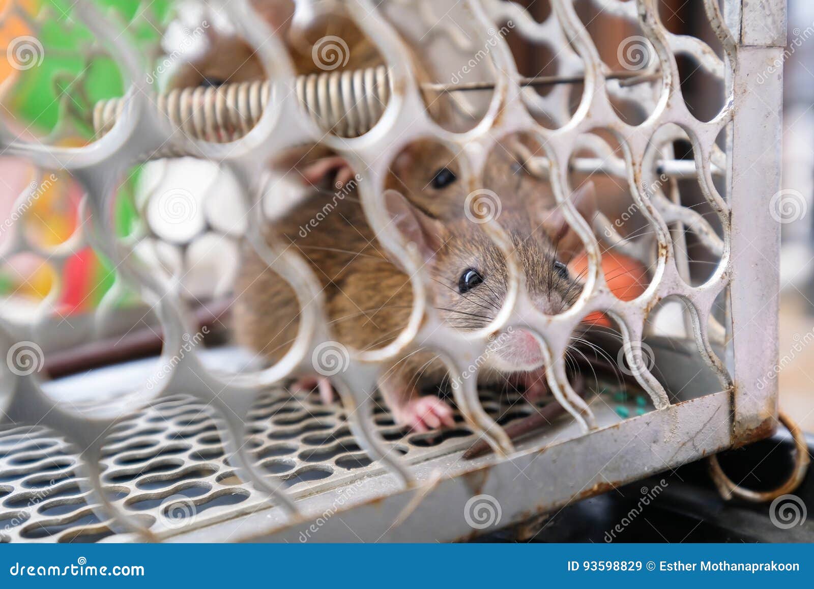 Two Rats Were Caught in the Trap Cage Stock Image - Image of germs ...