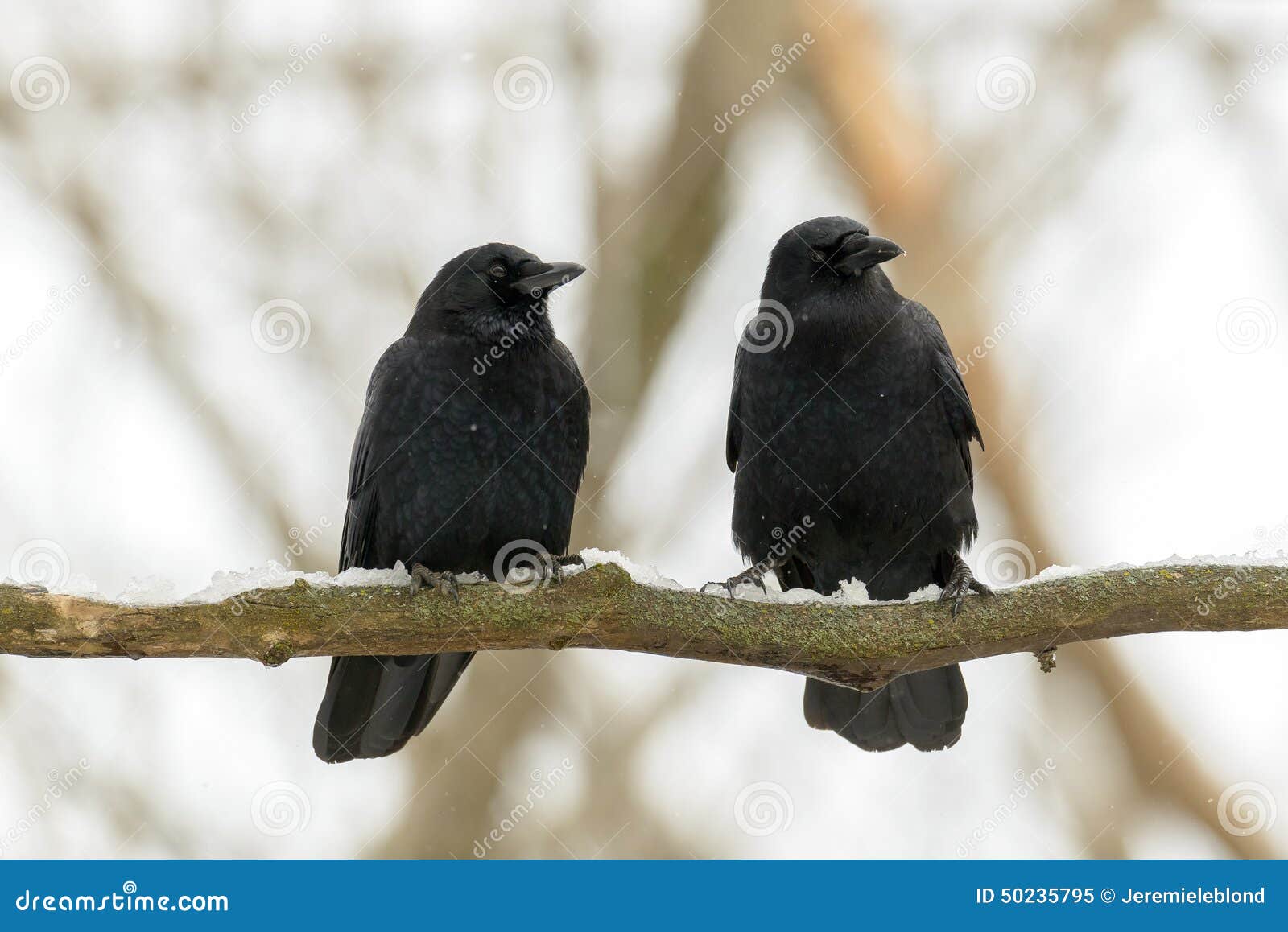 Two raven on a branch stock image. Image of wildlife - 50235795