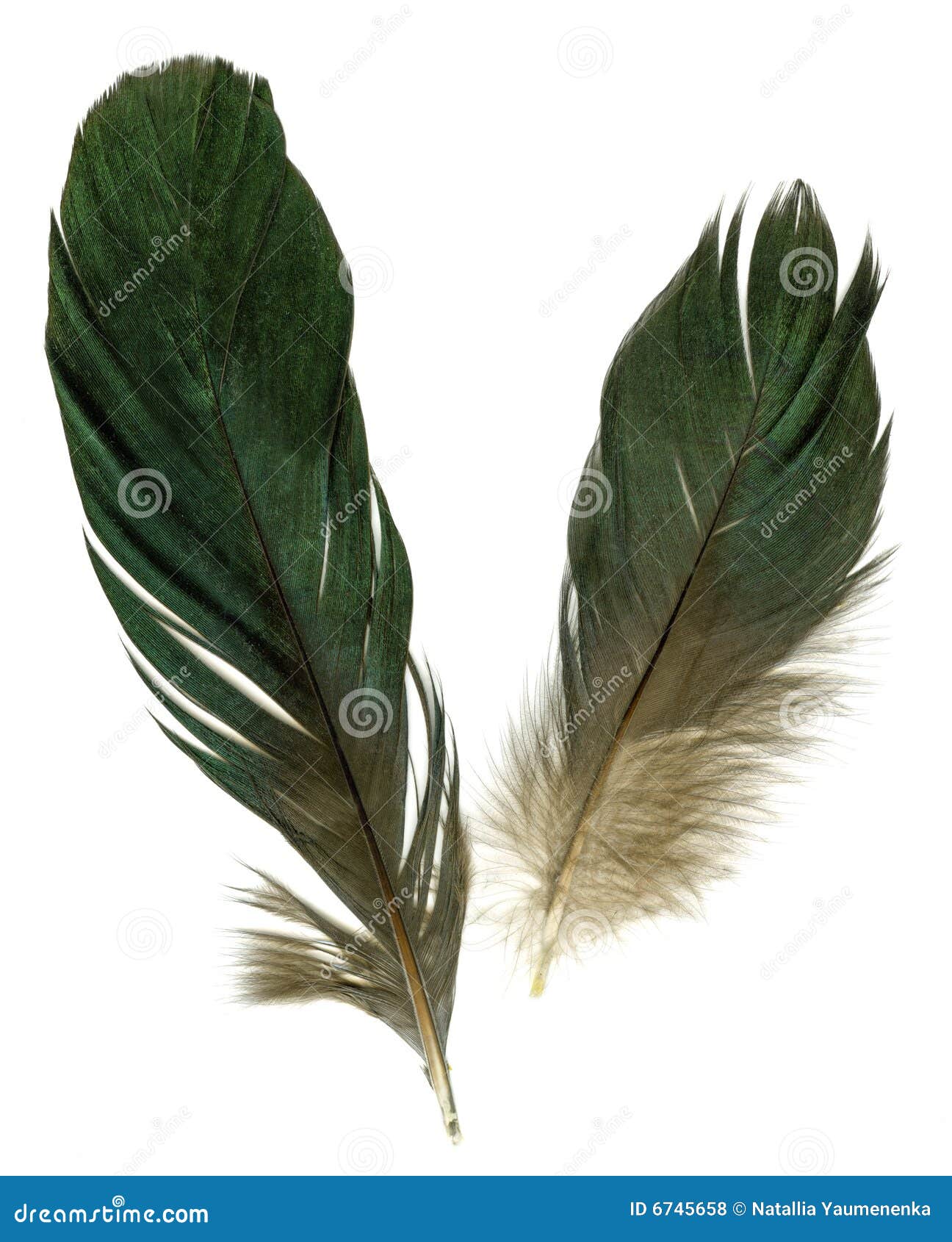 Two raven feathers stock photo. Image of dark, background - 6745658