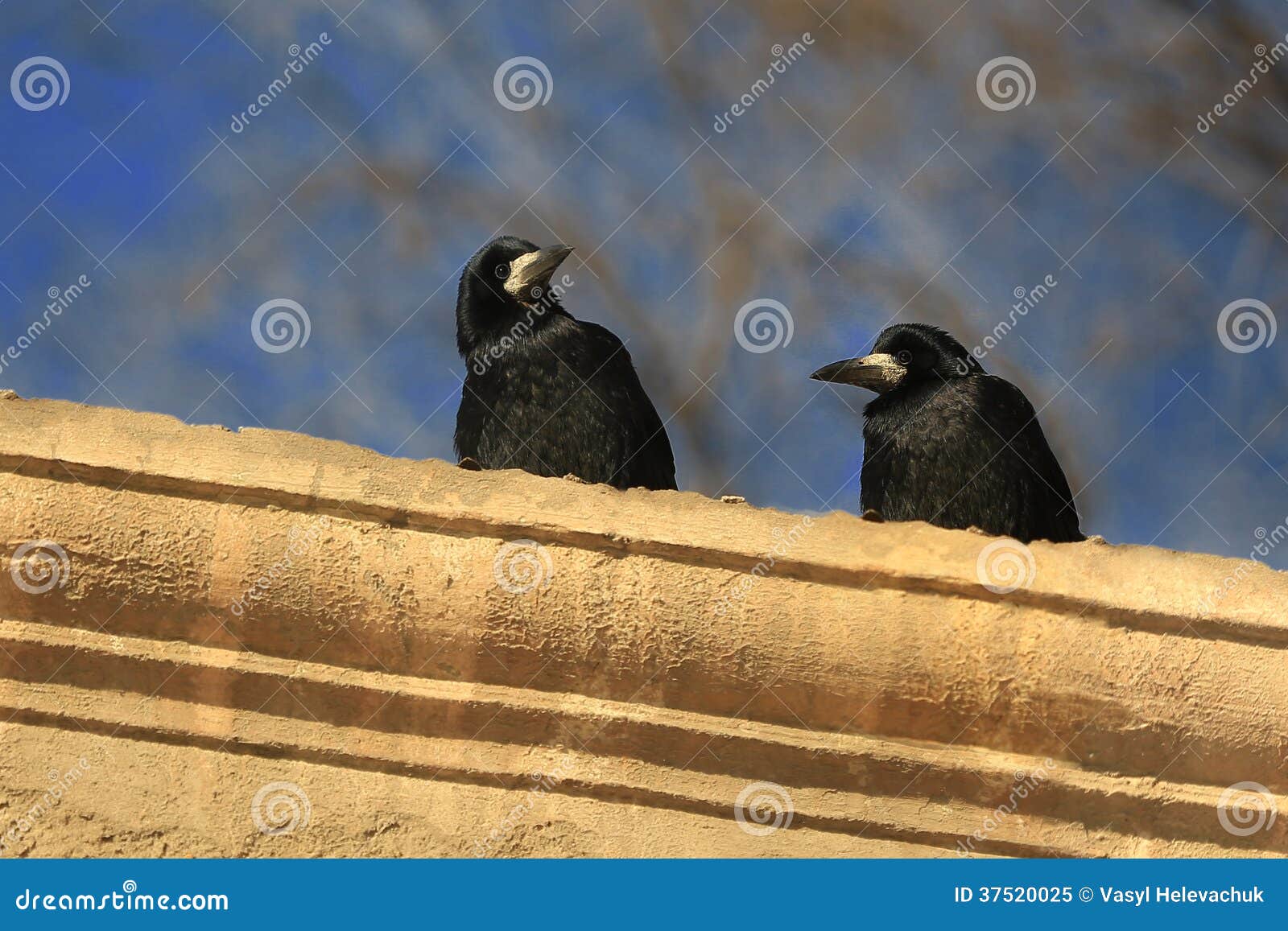 Two ravens stock image. Image of animals, animal, wood - 37520025
