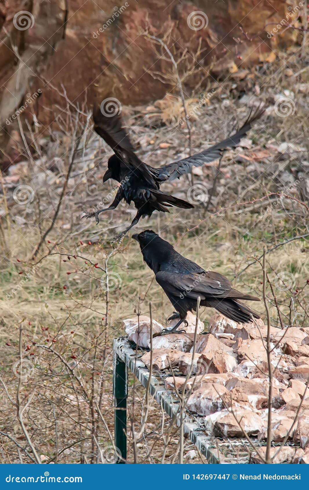 Two ravens are arguing stock image. Image of natural - 142697447