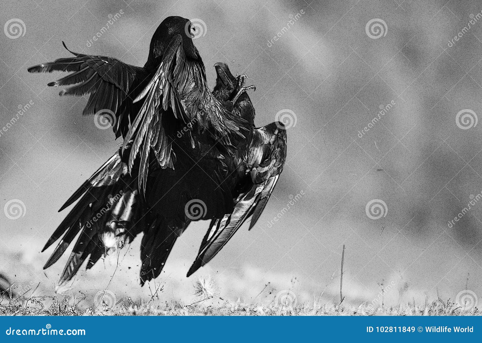 Two Ravens Corvus Corax Fighting. BW Filter. Stock Image - Image of ...