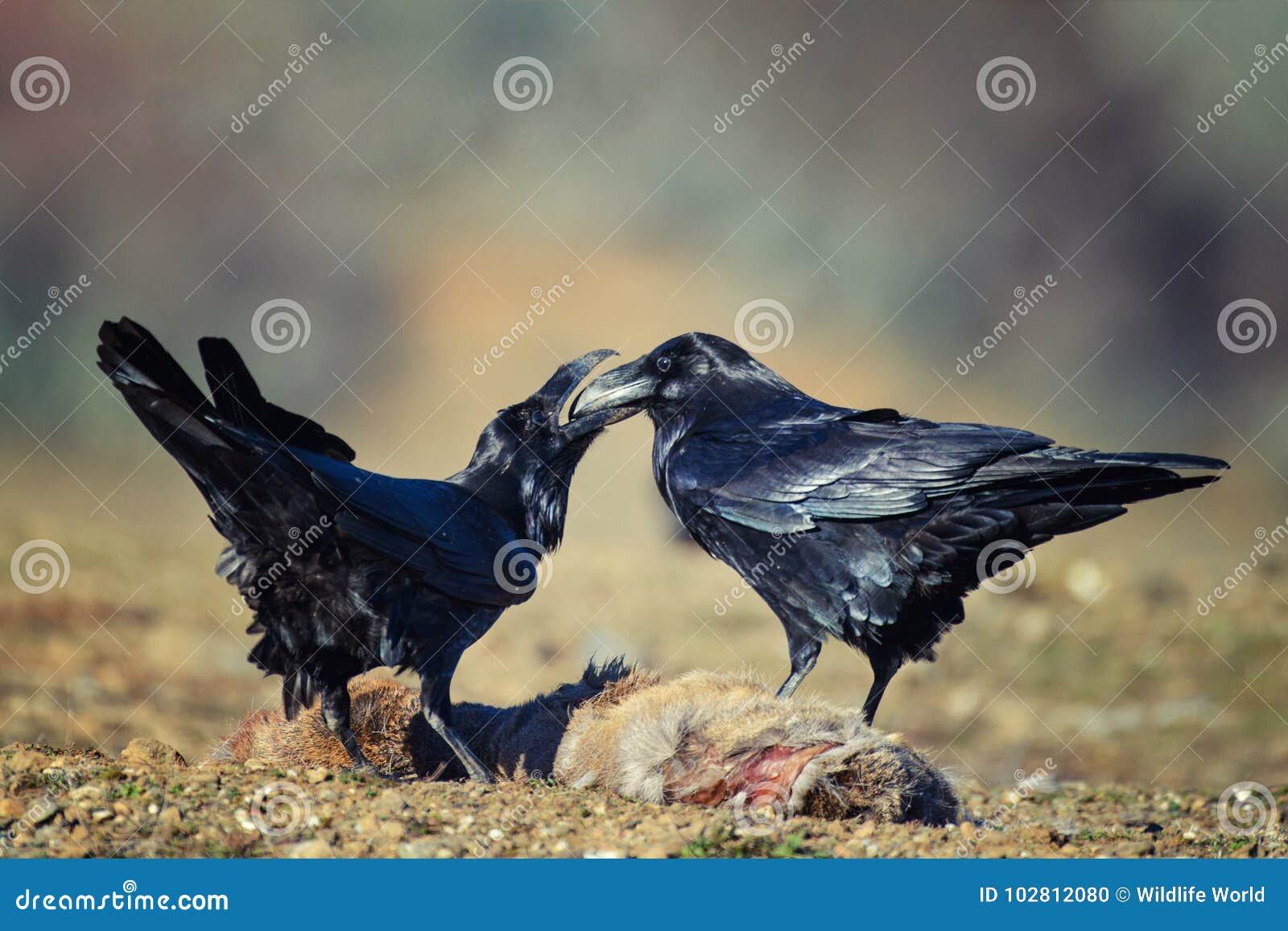 Two Ravens Corvus Corax Sit on a Prey Stock Photo - Image of corax ...