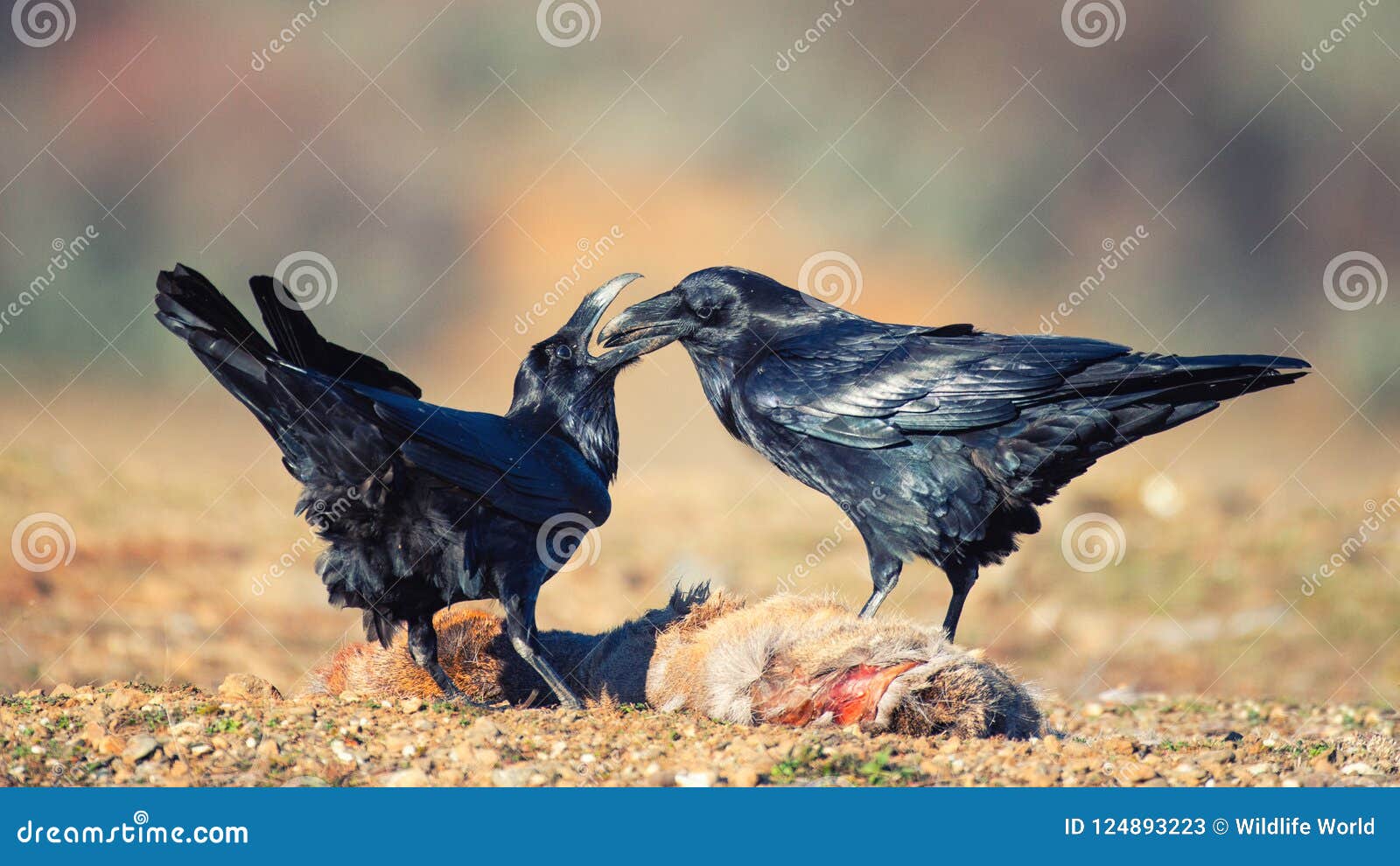 Two Ravens Corvus Corax Sit on a Prey Stock Image - Image of fauna ...