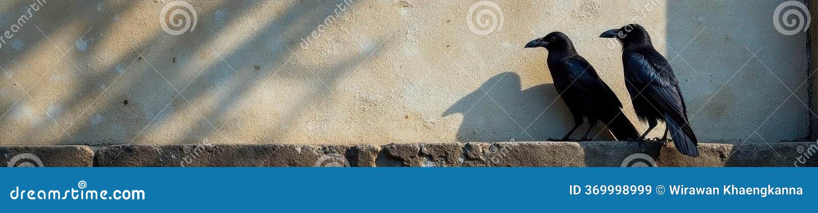 Ravens Shadow A Solitary Sentinel On A Foreboding Branch Enigmatic ...