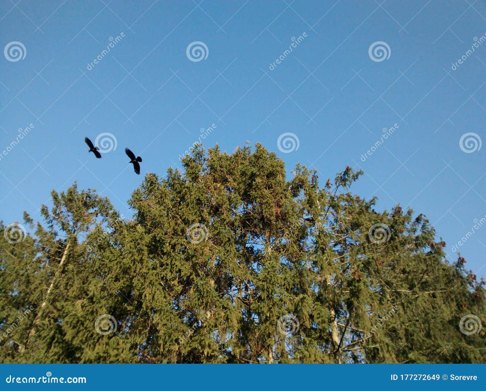 Two Ravens Silhouettes on Clear Blue Sky with Pine Trees Stock Image ...