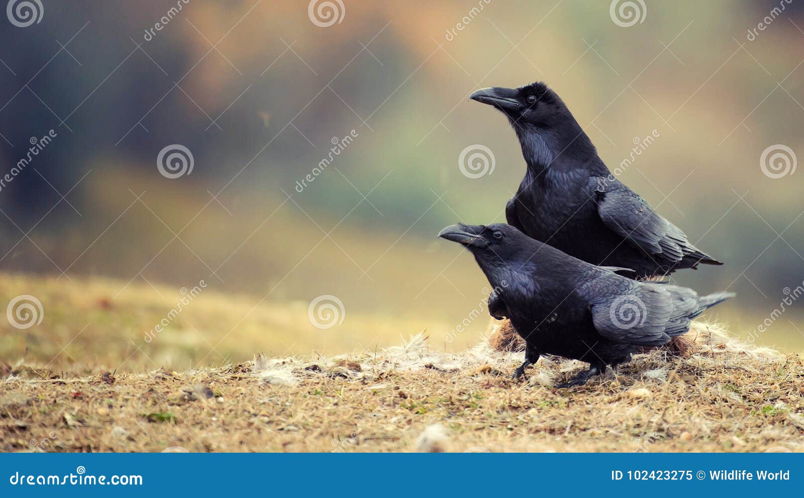 Two Ravens Sitting in a Field for Beautiful Bokeh Stock Image - Image ...