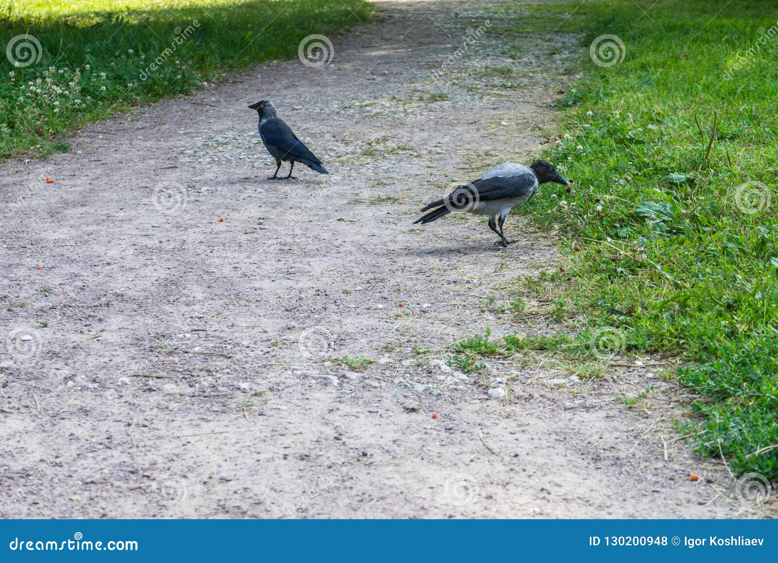 Two Ravens Stand on a Gravel Path Stock Photo - Image of dark ...