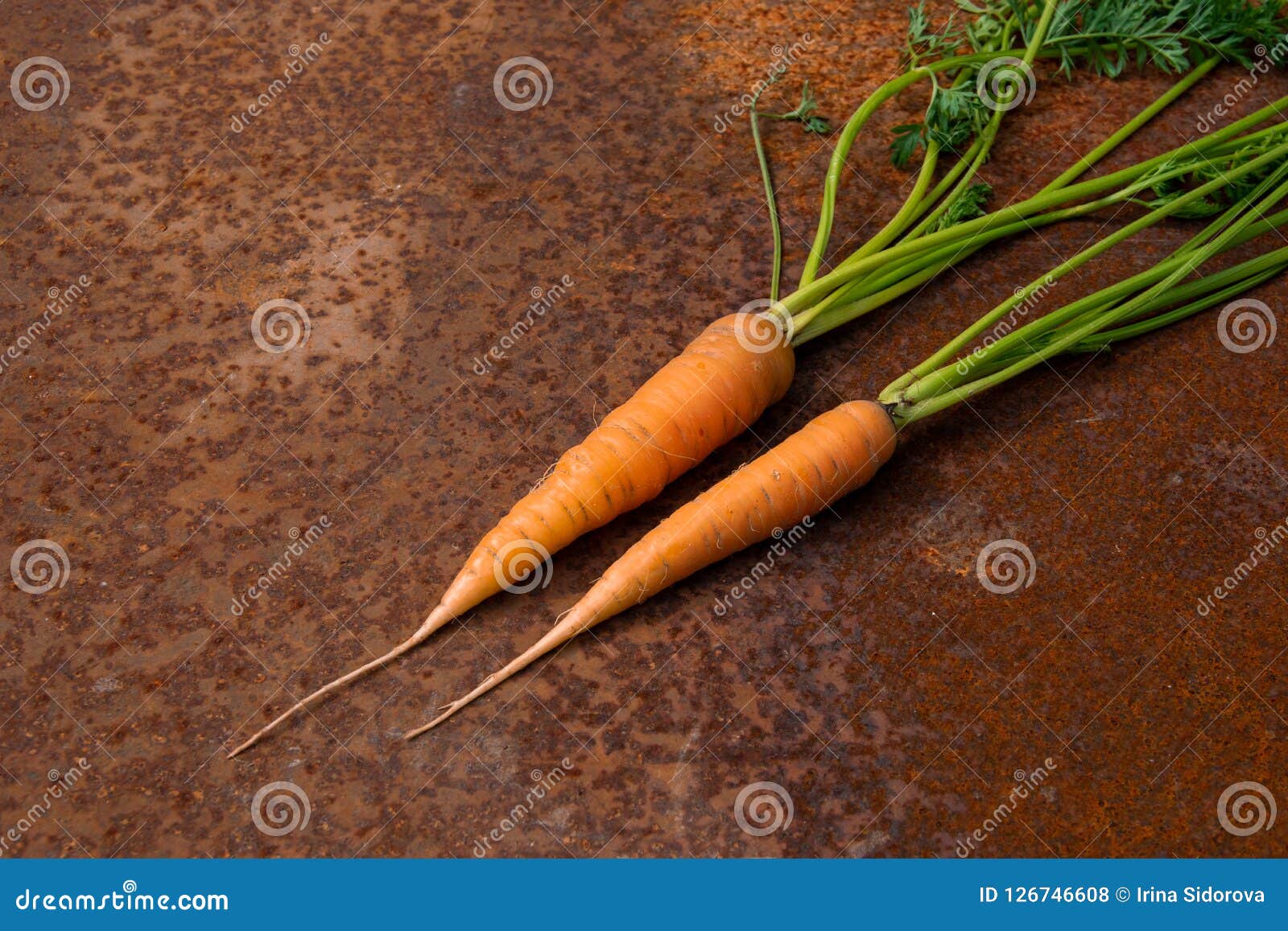Two Raw Carrots from New Harvest on Rusty Melallic Surface Background ...