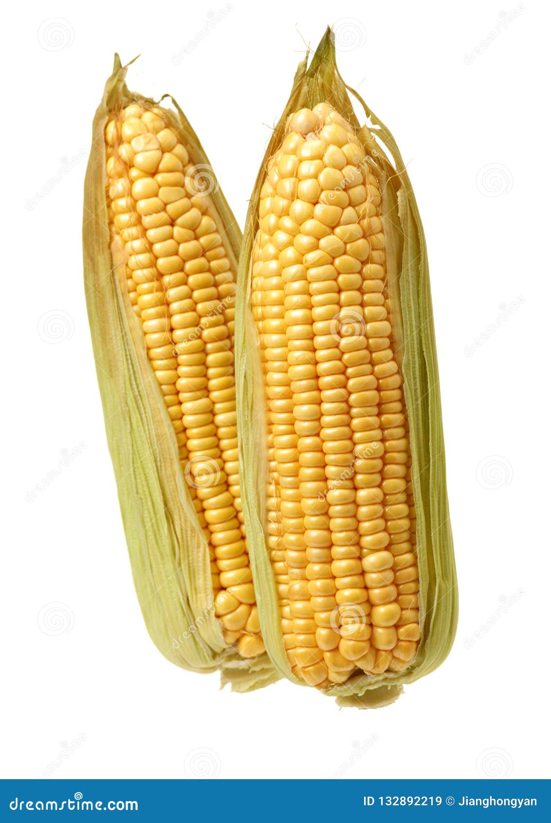 Two raw corn cobs stock image. Image of food, grain - 132892219
