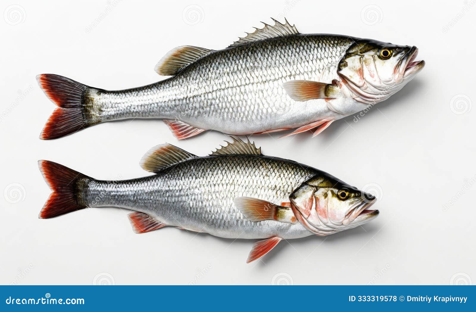 Two Fresh Fish on a White Background Stock Illustration - Illustration ...