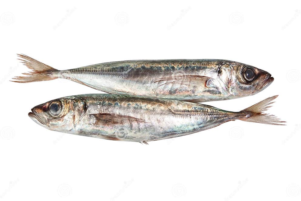 Two raw mackerel. stock photo. Image of cuisine, nutrition - 24126120