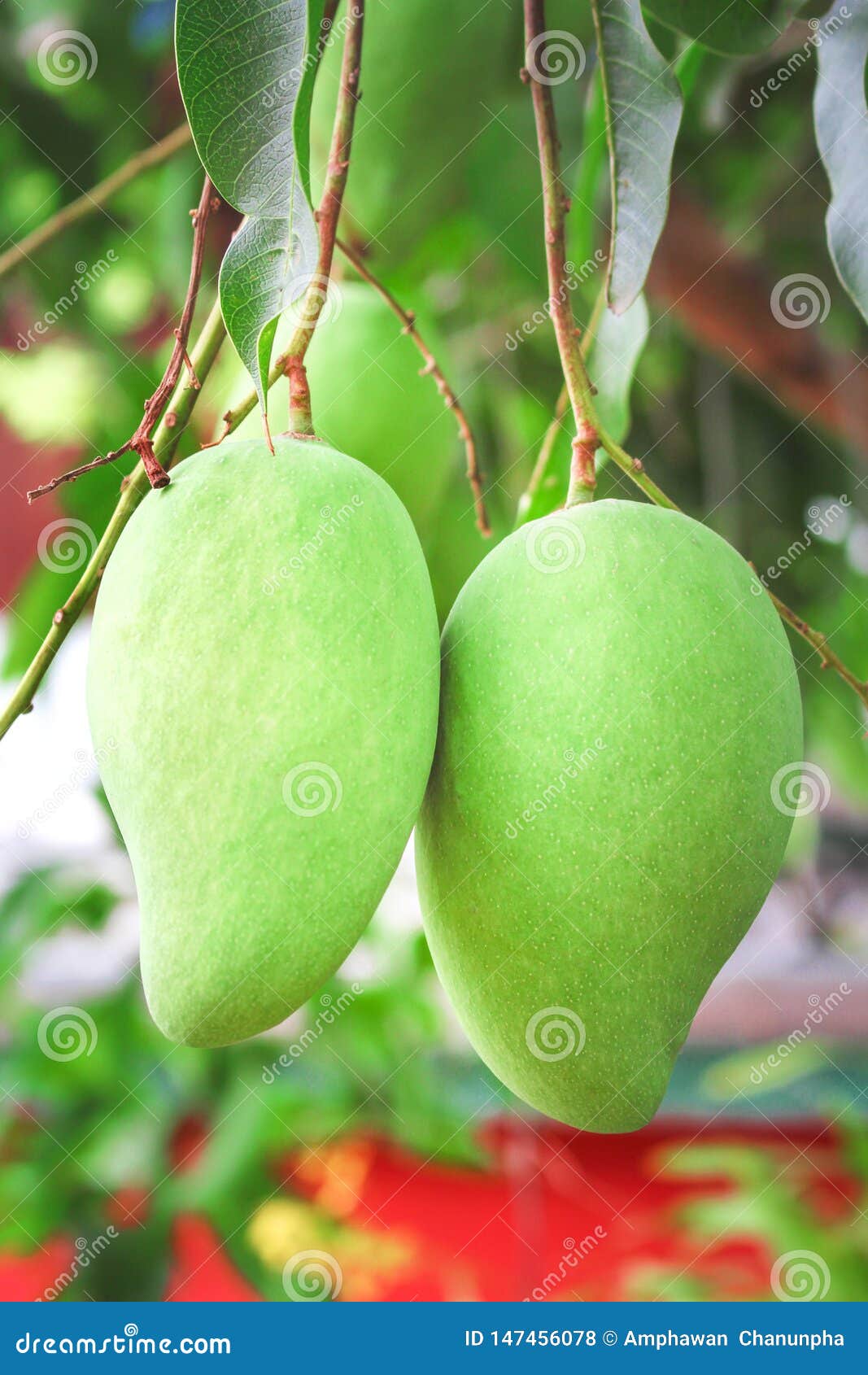 Two Raw Mango Hanging on Tree , Nature Tropical Fruit Stock Photo ...