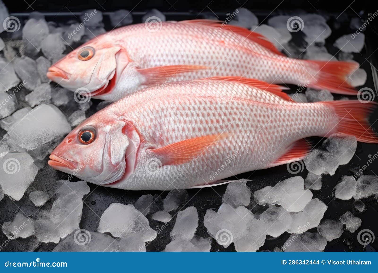 Two Raw Red Tilapia Fish on Ice, Top View Stock Illustration ...