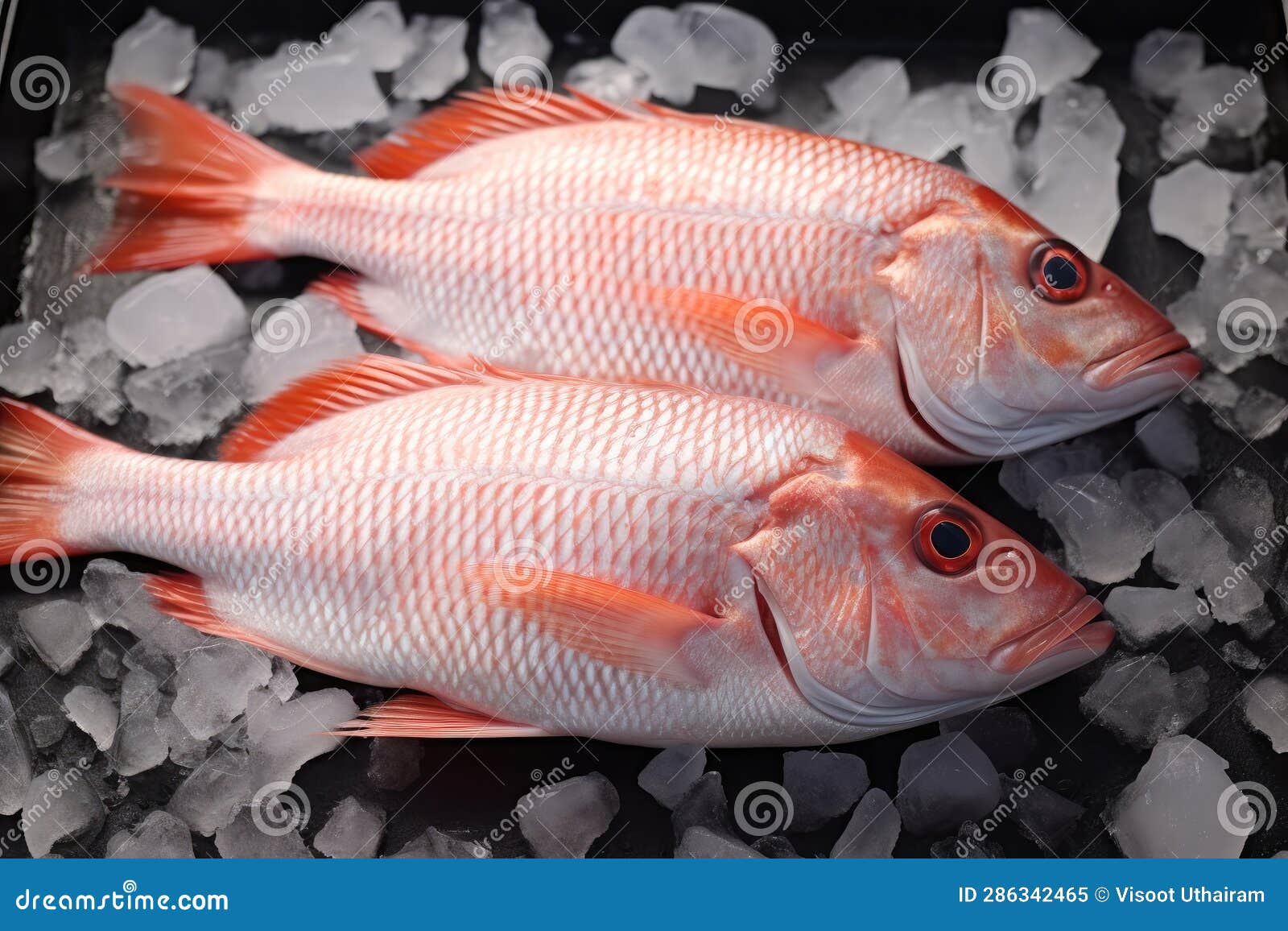 Two Raw Red Tilapia Fish on Ice, Top View Stock Illustration ...