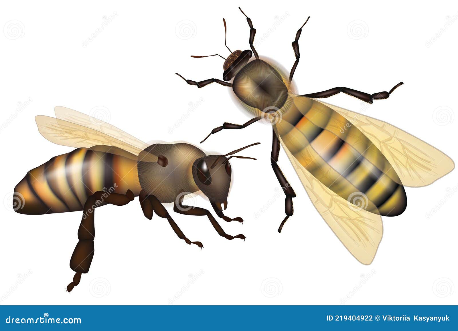 Realistic Honey Bee Isolated On A White Background. Black White Drawing ...