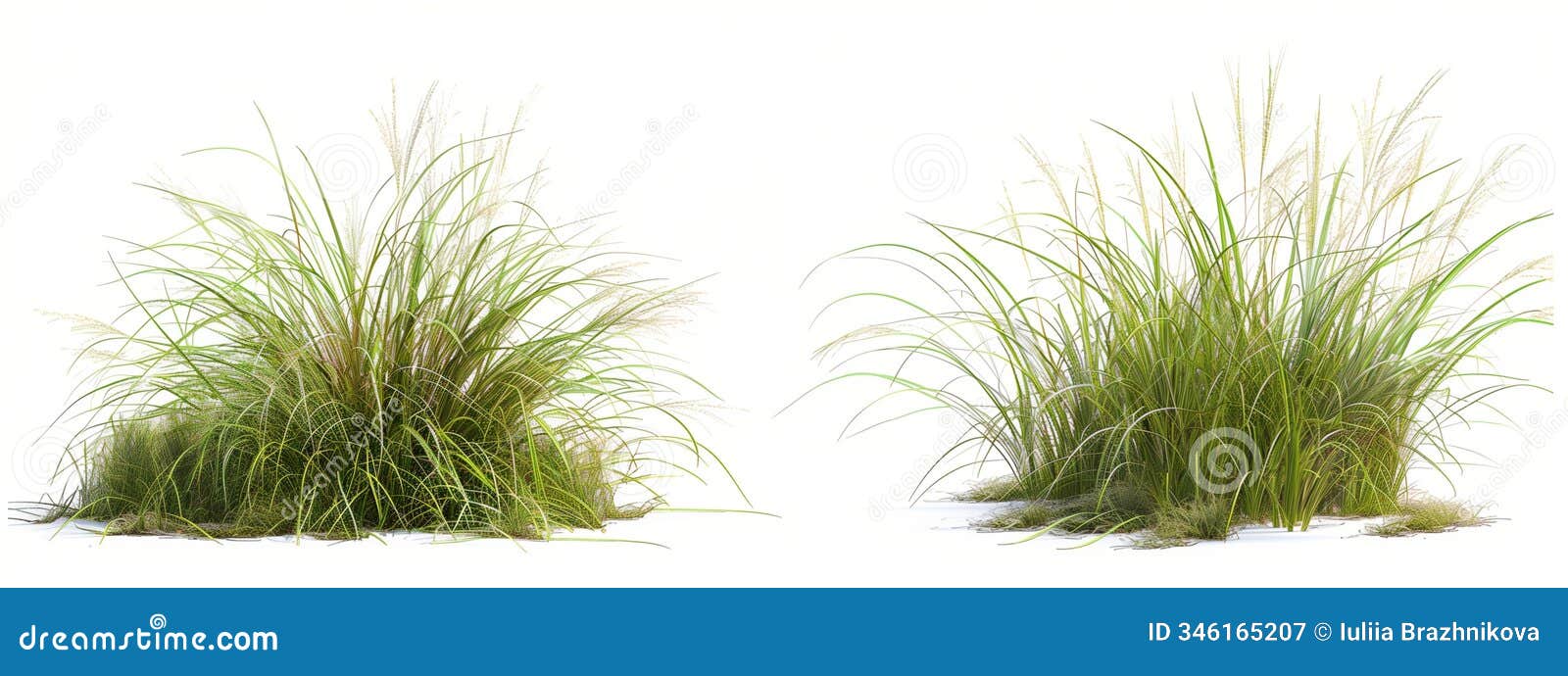 Two Realistic Photos of Grass on a White Background, Taken from ...